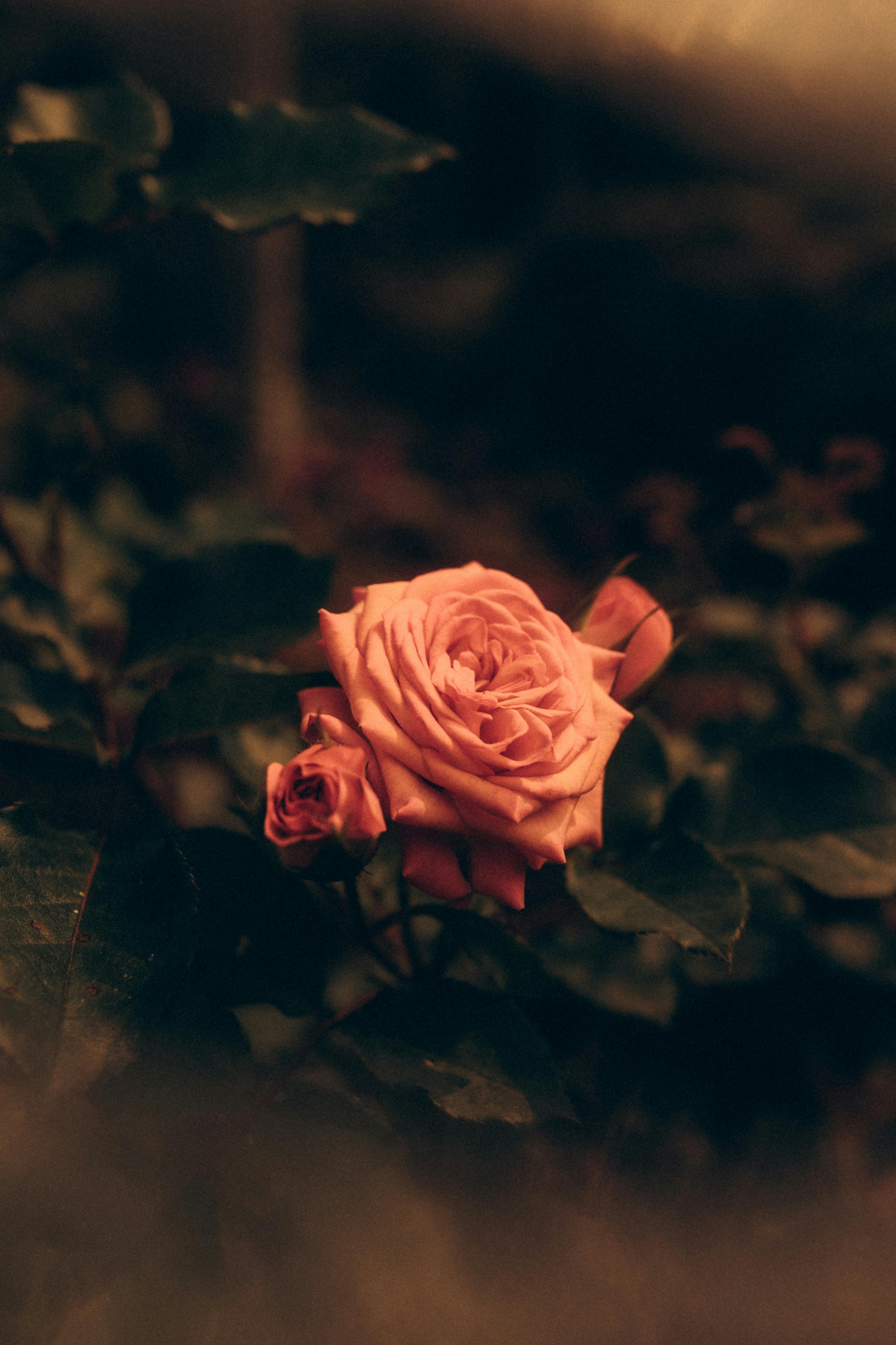 Photo Faint Flower Photos, Download The BEST Free Photo Faint Flower ...