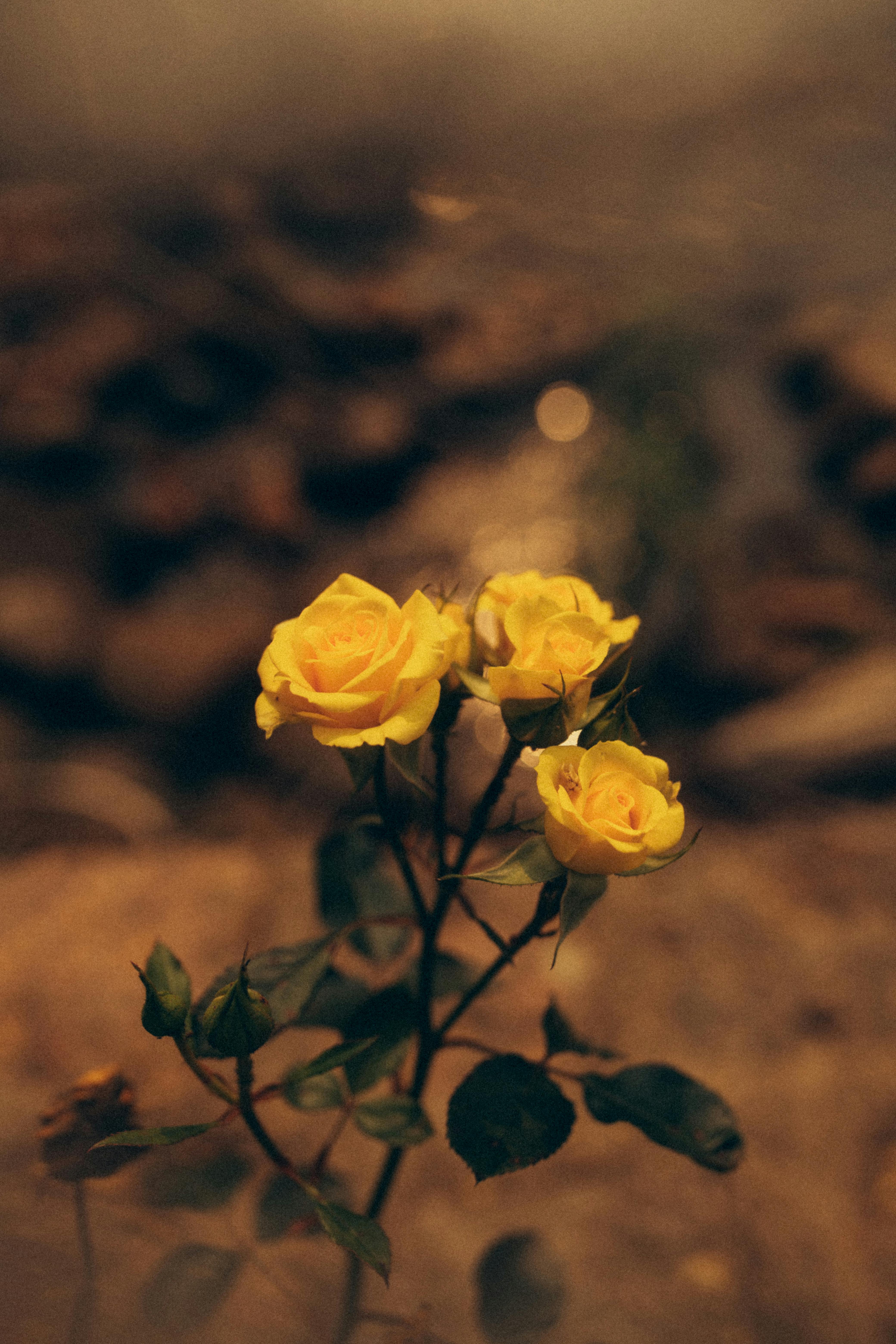 Yellow Zen Photos, Download The BEST Free Yellow Zen Stock Photos & HD ...