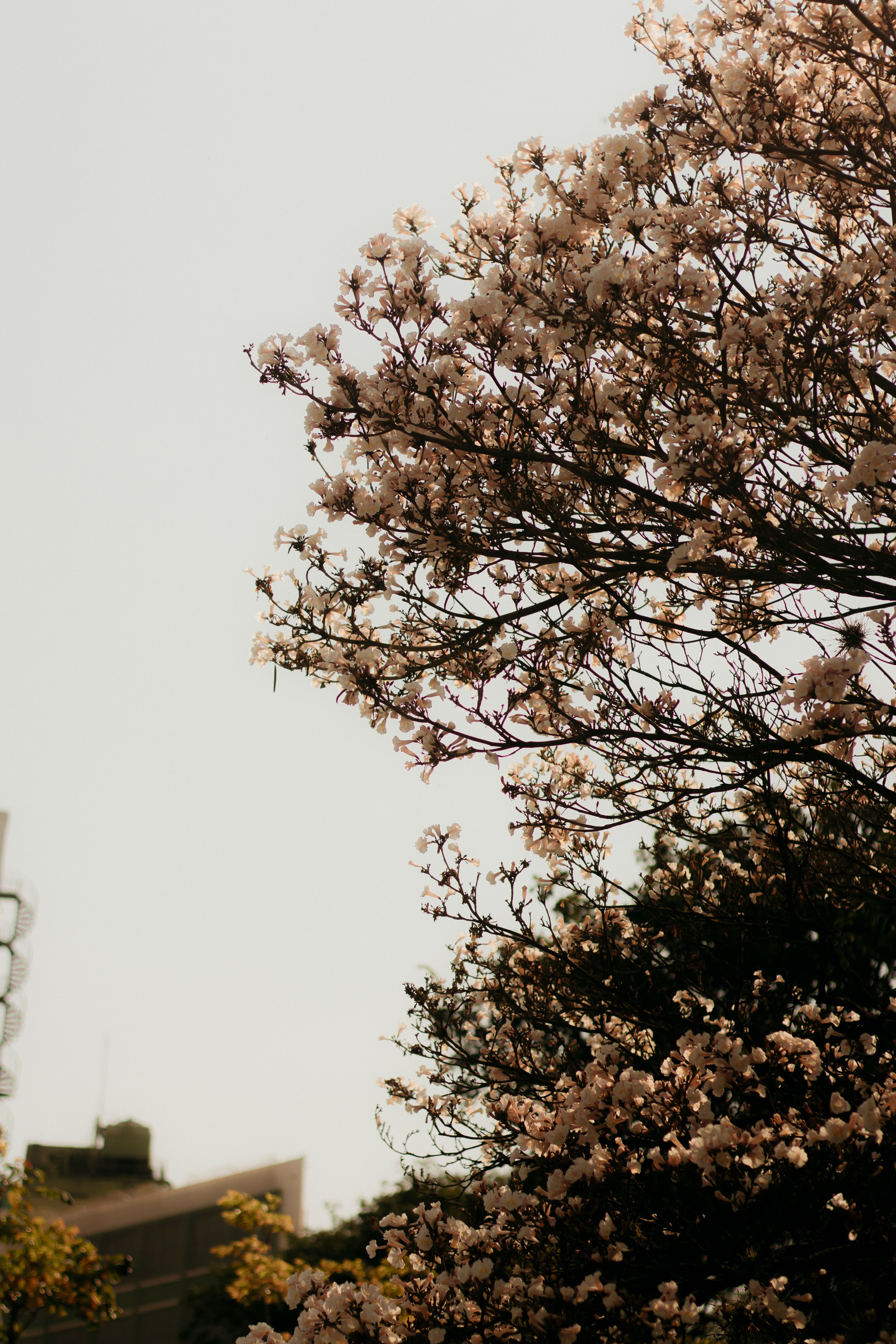 Flowering Tree · Free Stock Photo