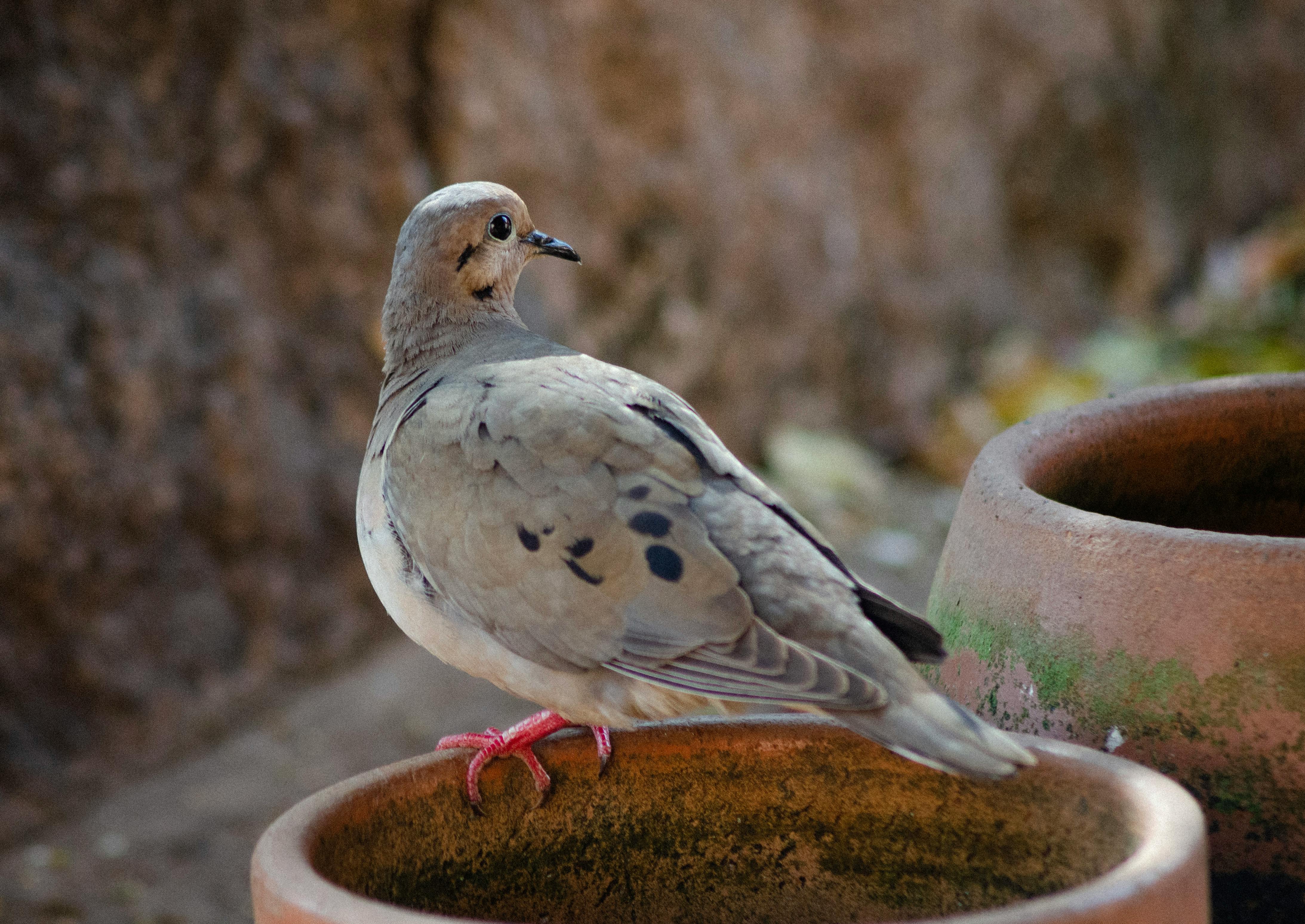 Small Garden Photos, Download The BEST Free Small Garden Stock Photos ...