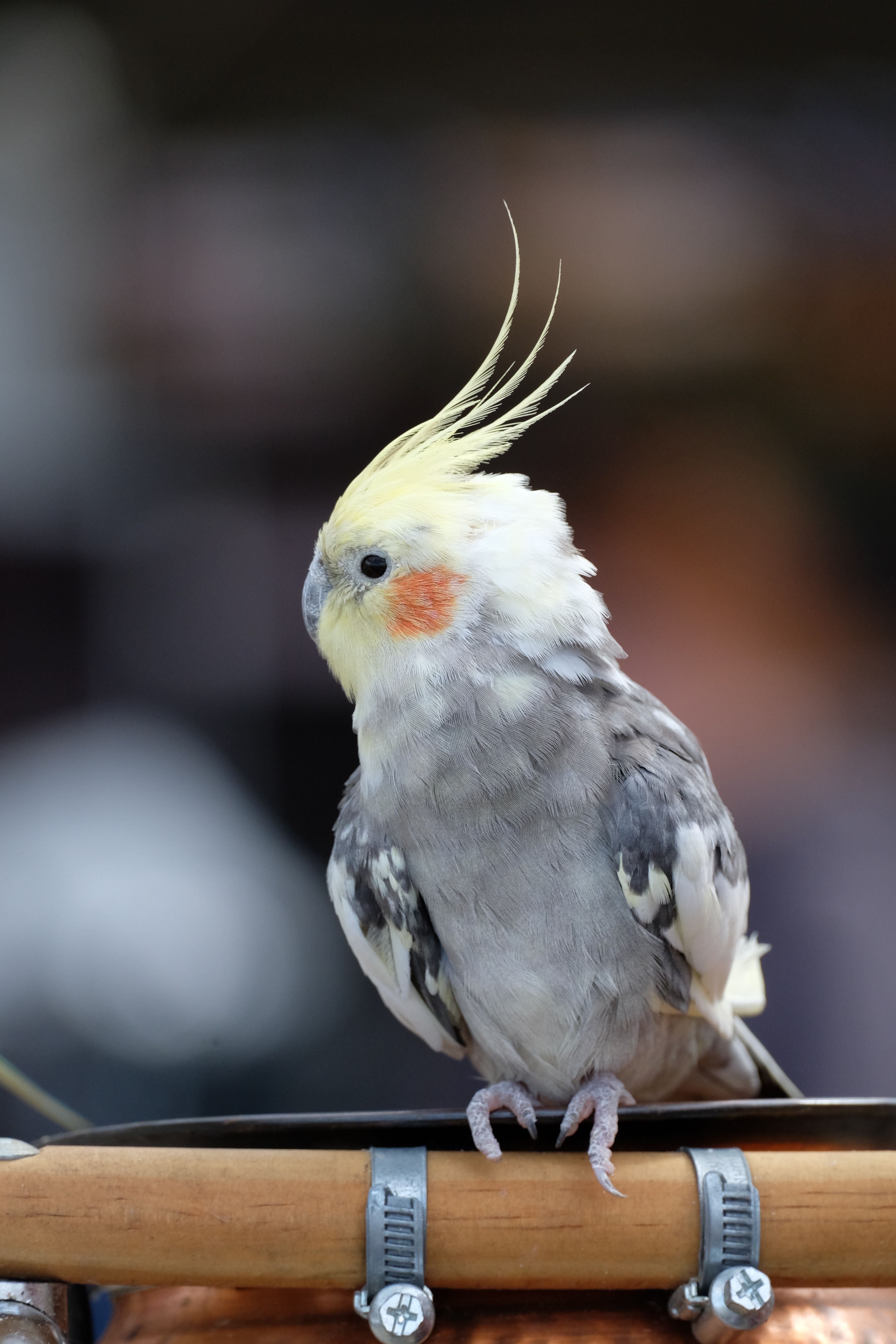 Close-up of a Cockatiel · Free Stock Photo