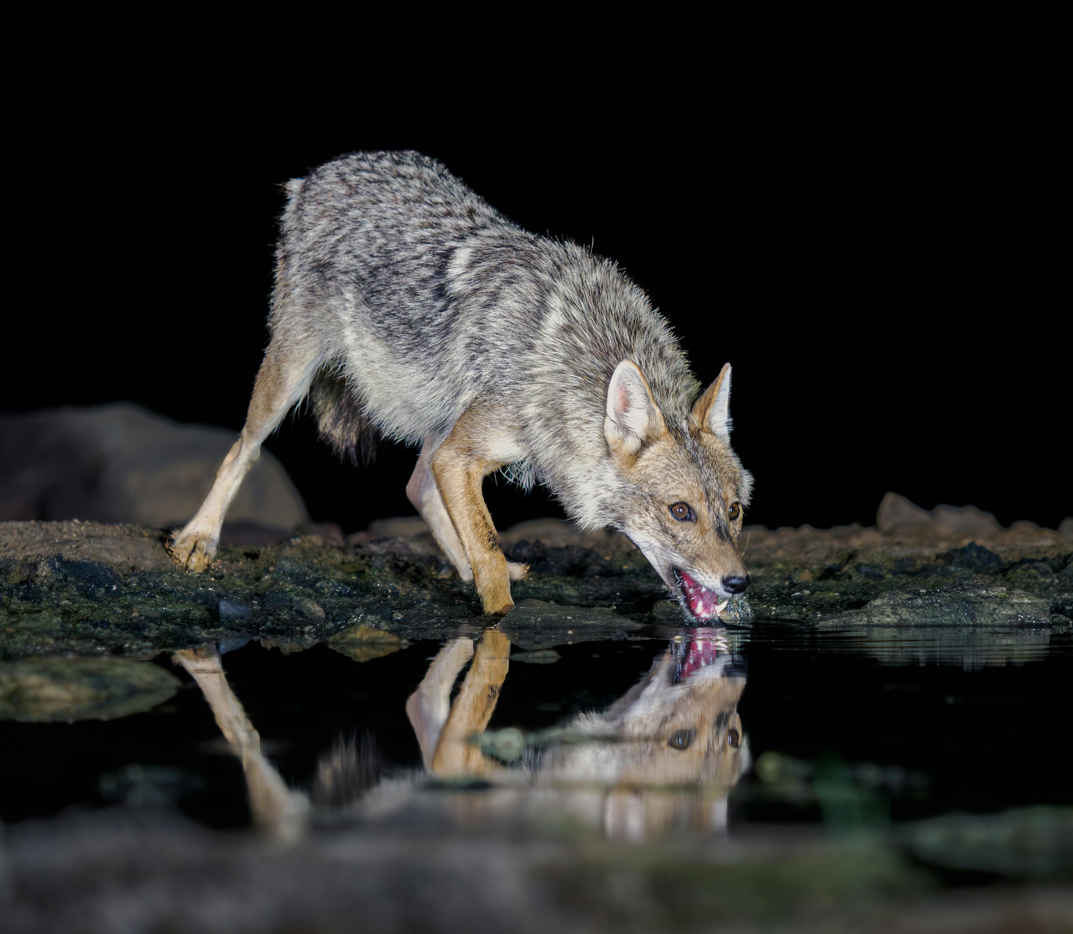 Jackal Drinking Water · Free Stock Photo