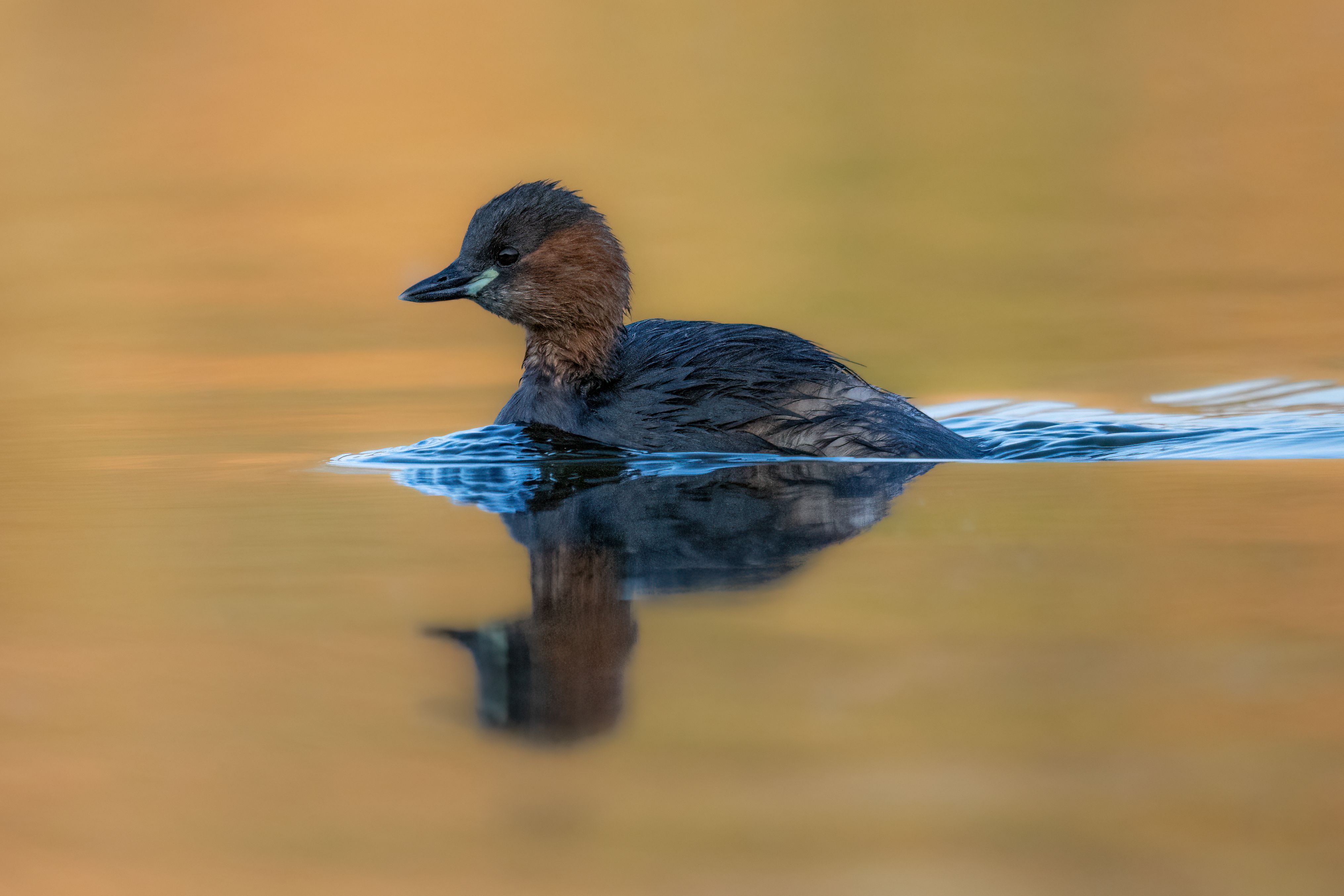 Duckling in Water · Free Stock Photo