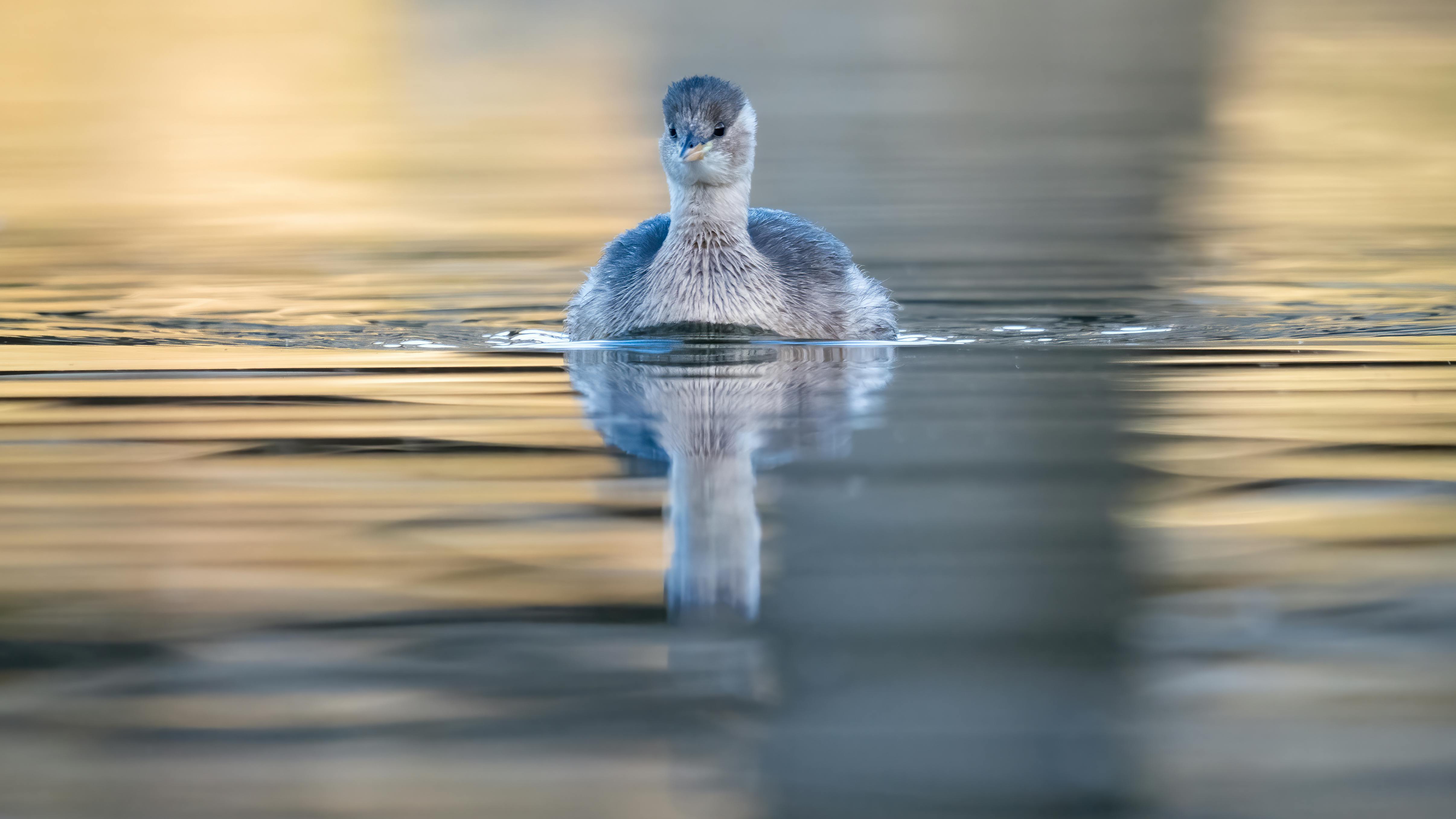 Little Grebe Portrait · Free Stock Photo