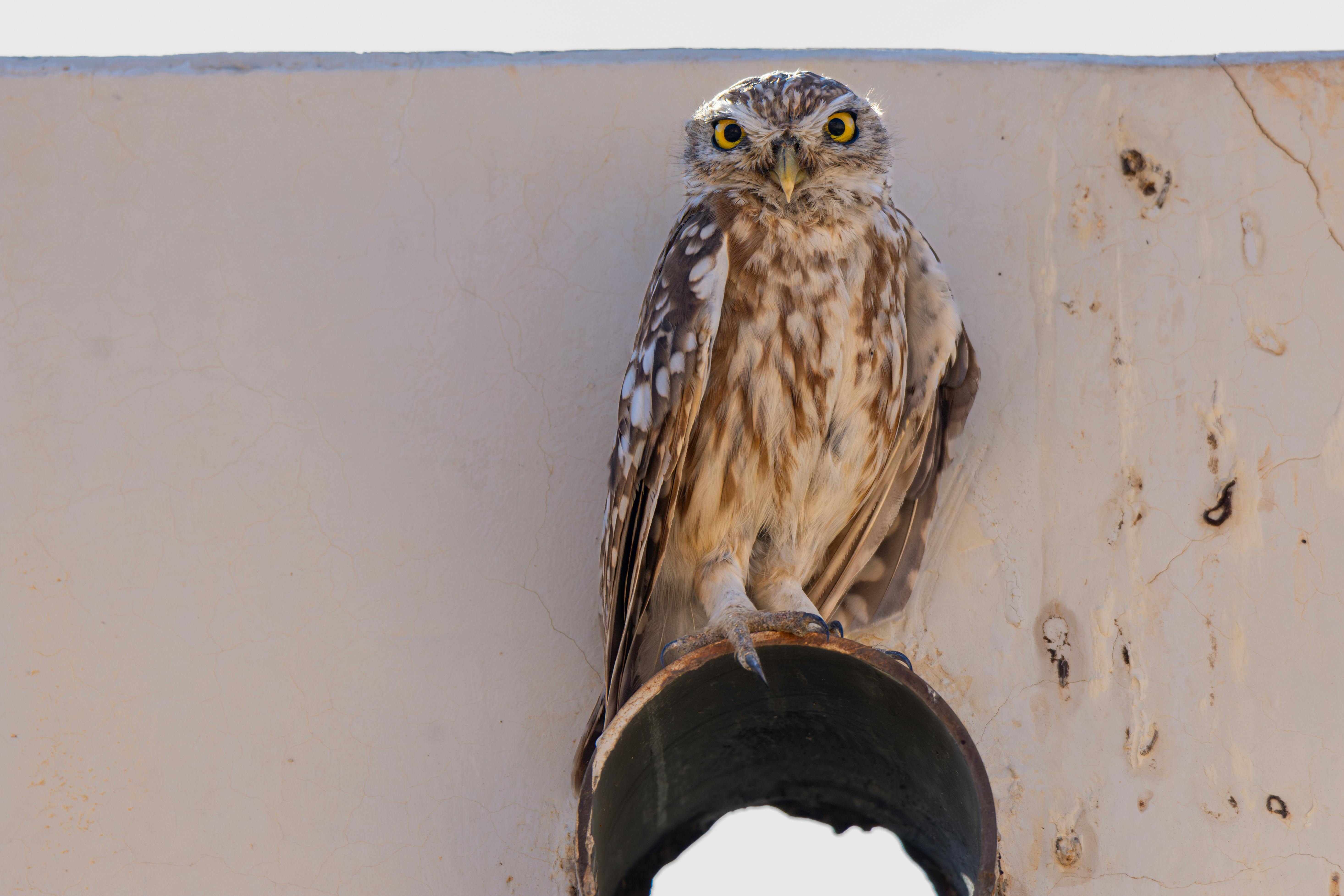 Little Owl on Pipe in Wall · Free Stock Photo