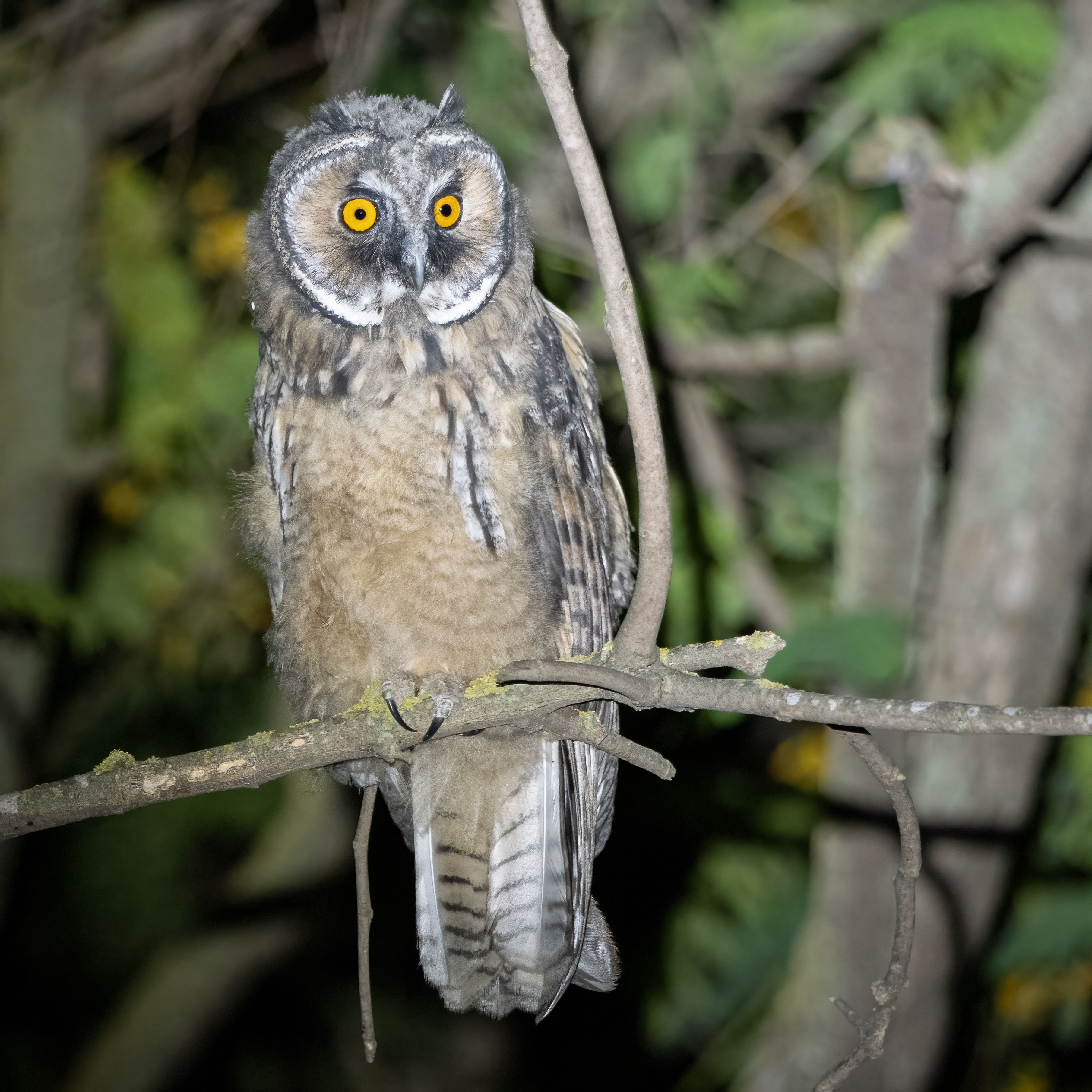 Birds At Night Photos, Download The BEST Free Birds At Night Stock ...