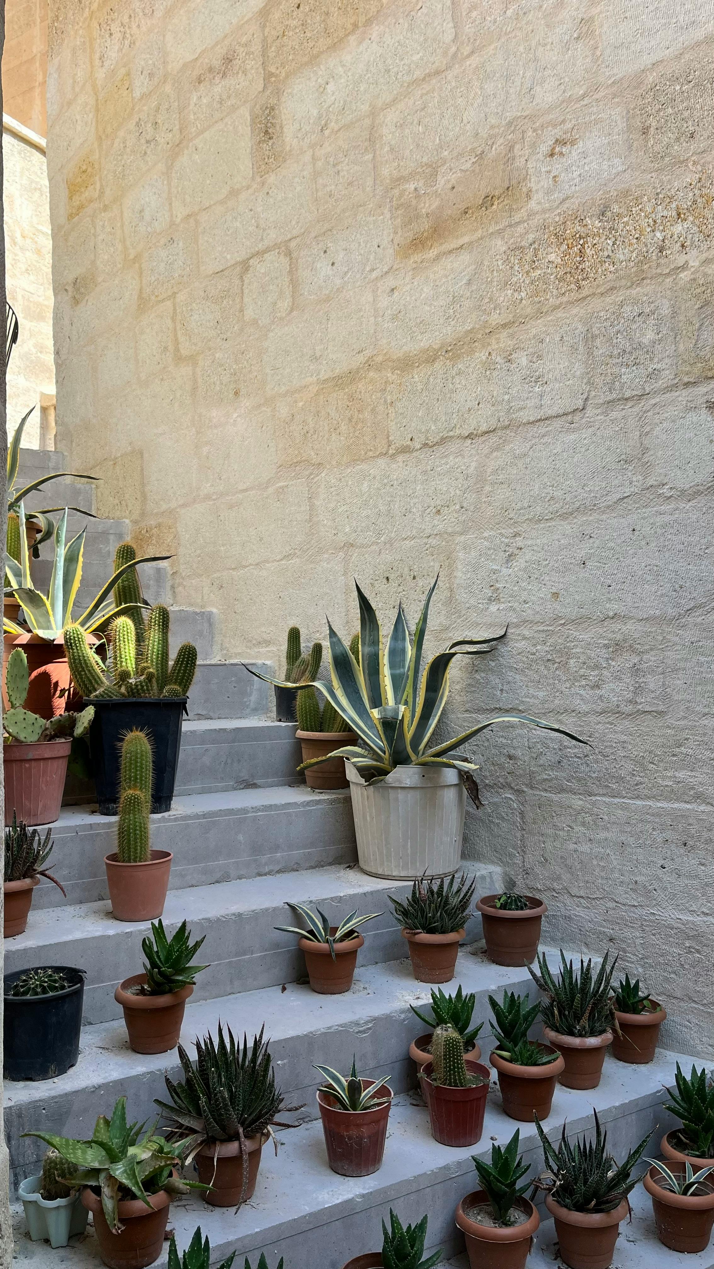 A bunch of potted plants on steps · Free Stock Photo
