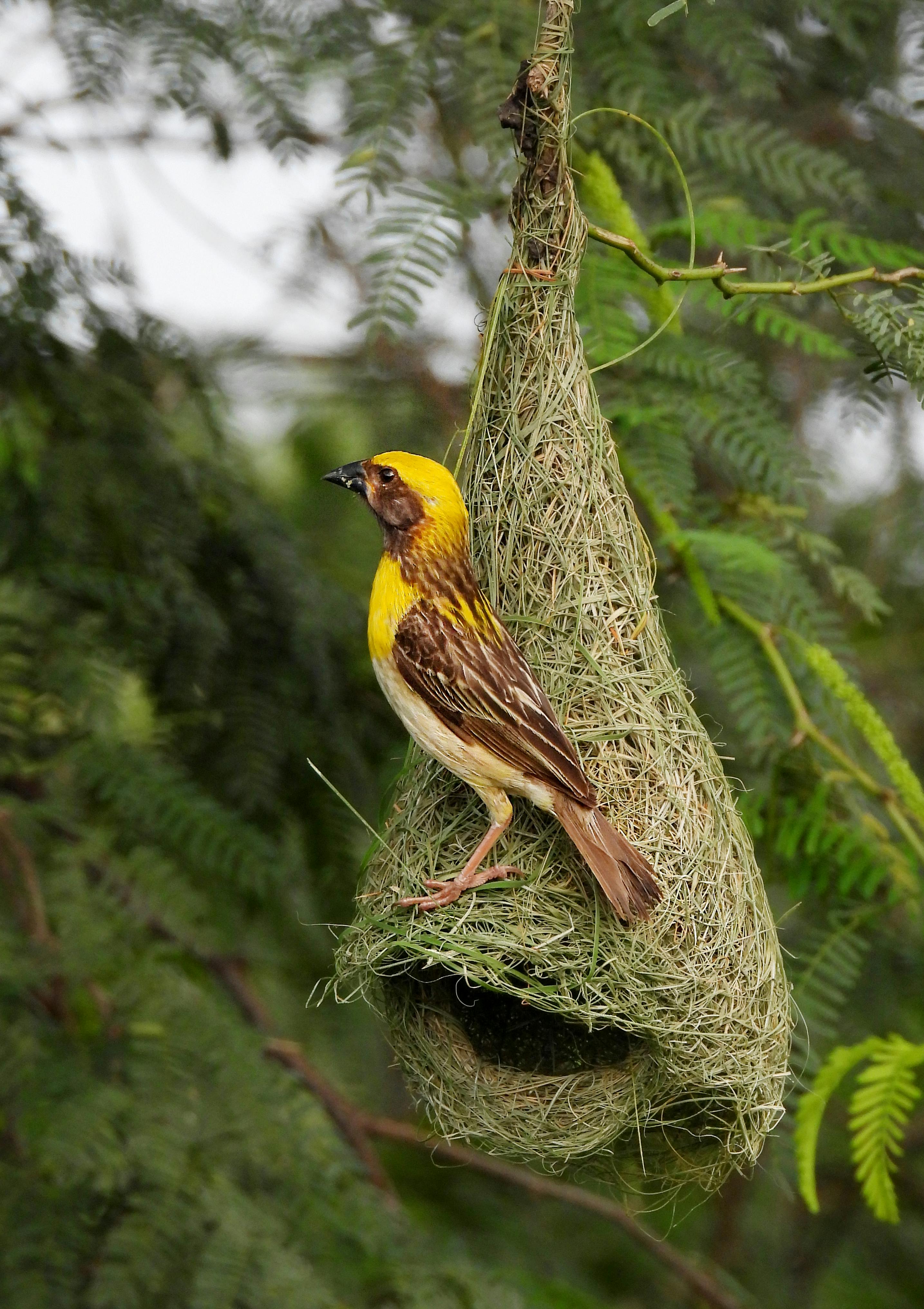 Yellow Weaver Bird on Intricately Woven Nest · Free Stock Photo