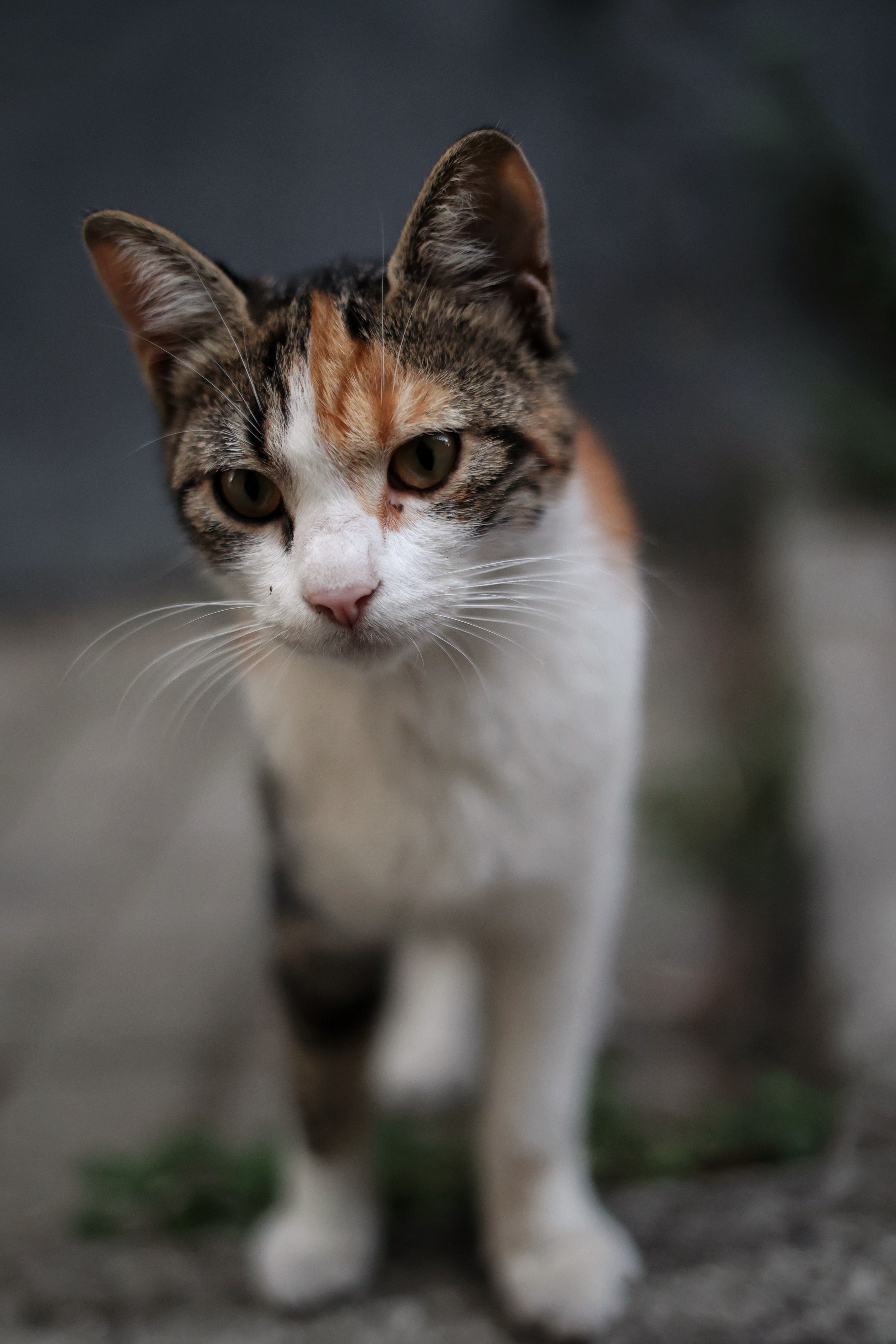 A calico cat is standing on the ground · Free Stock Photo