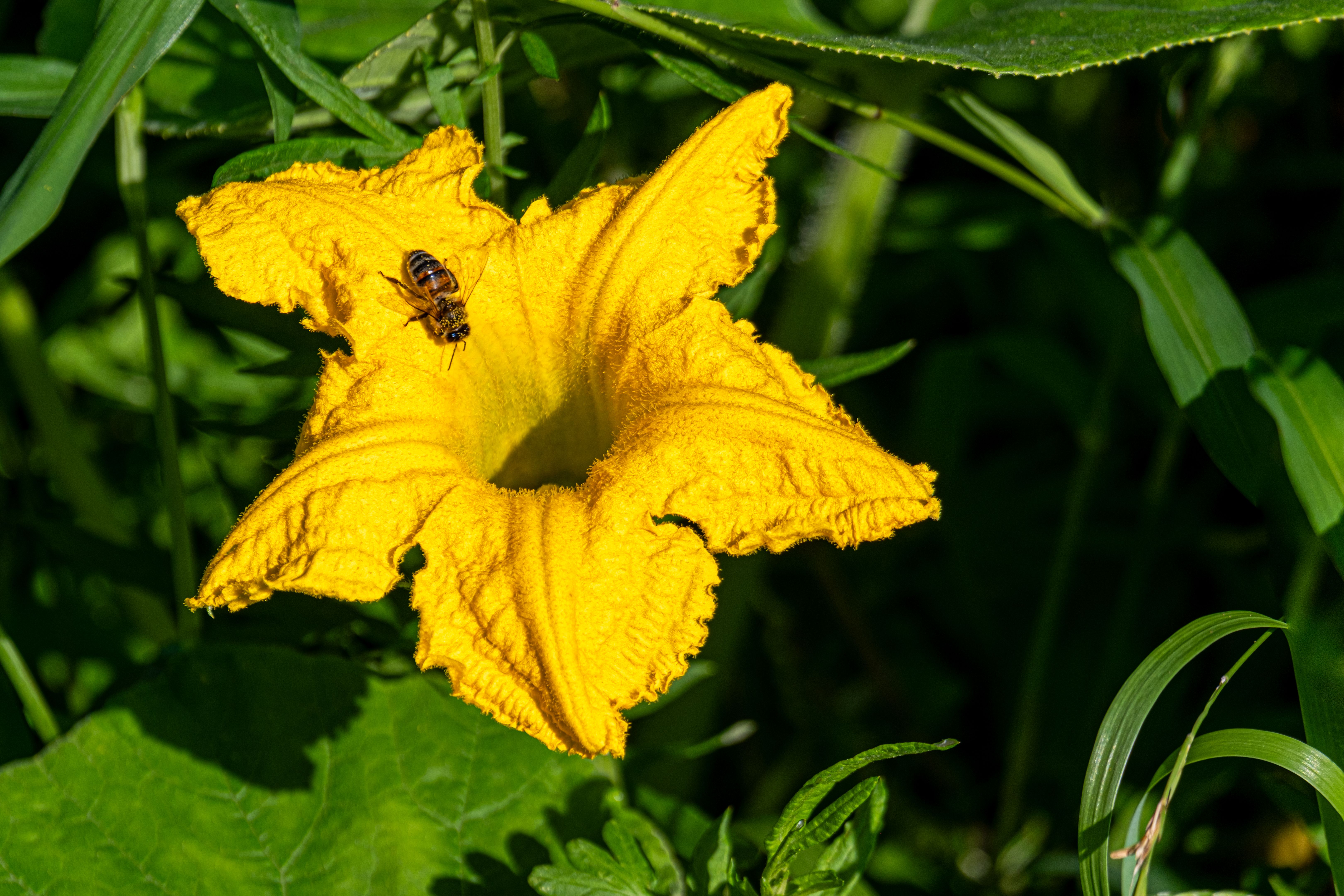 Squash Bee Photos, Download The BEST Free Squash Bee Stock Photos & HD ...