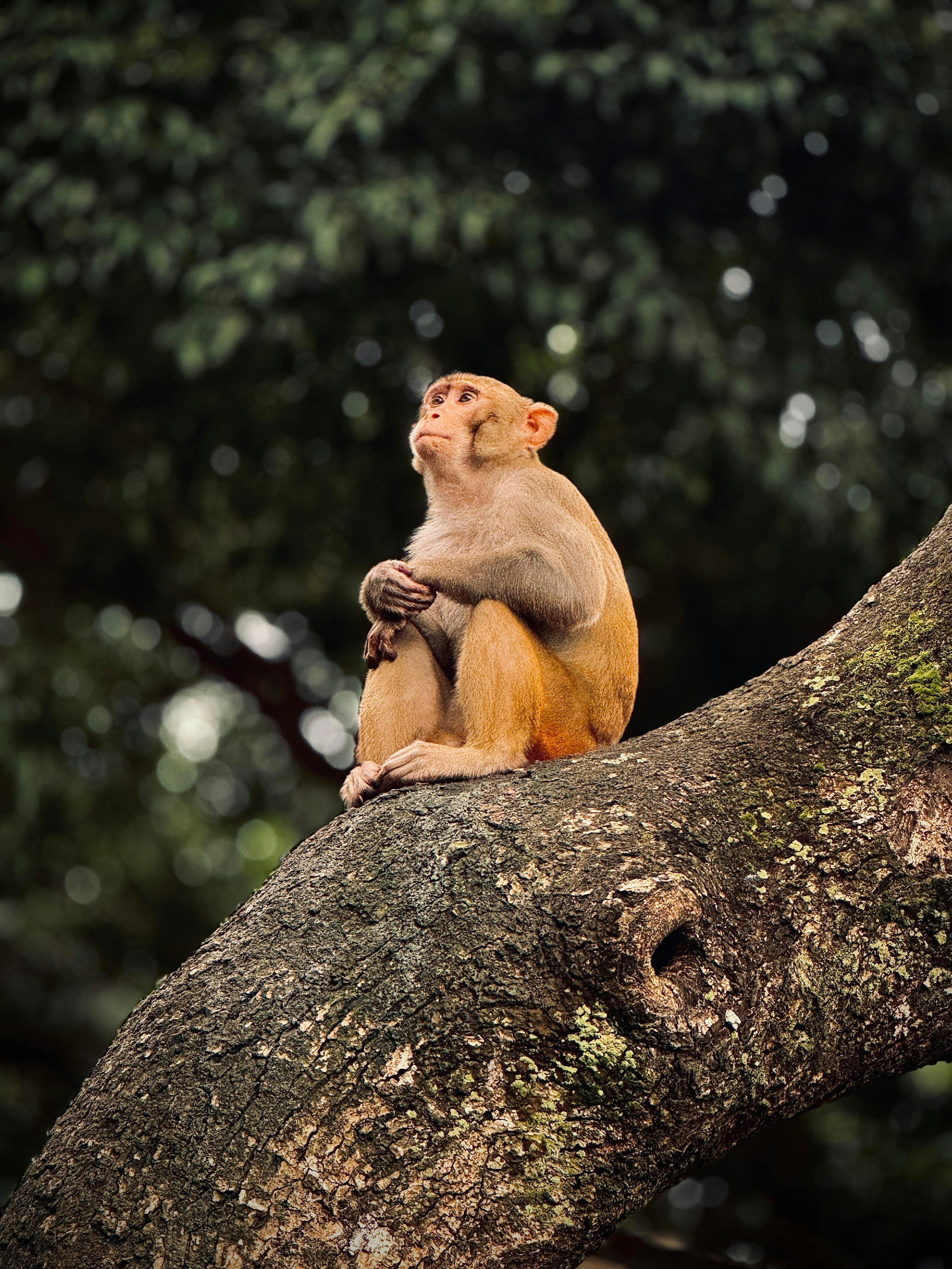 A monkey sitting on a tree branch · Free Stock Photo