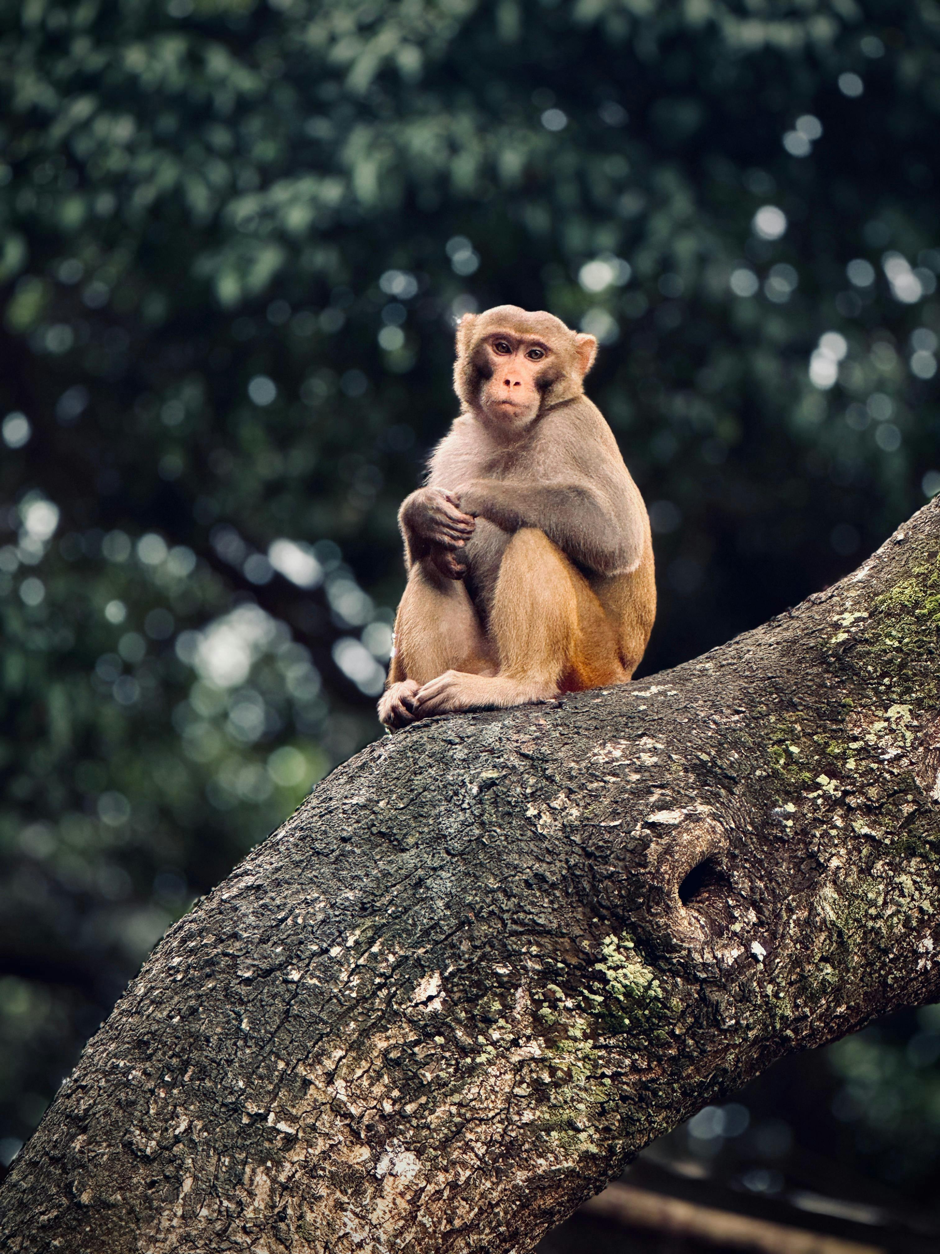 Brown Monkey Sitting on Wooden Railing · Free Stock Photo