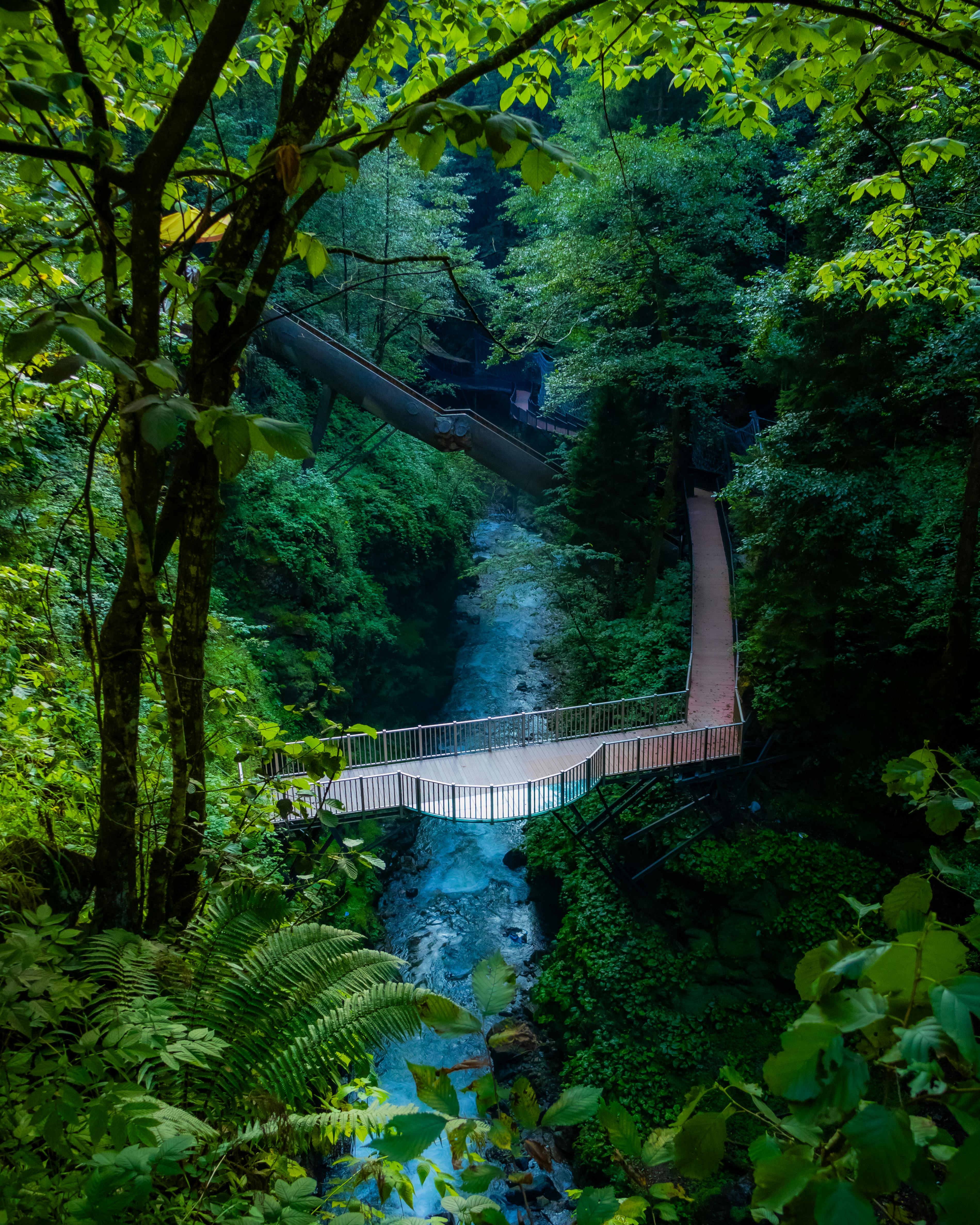 Footbridge over River in Deep Forest · Free Stock Photo