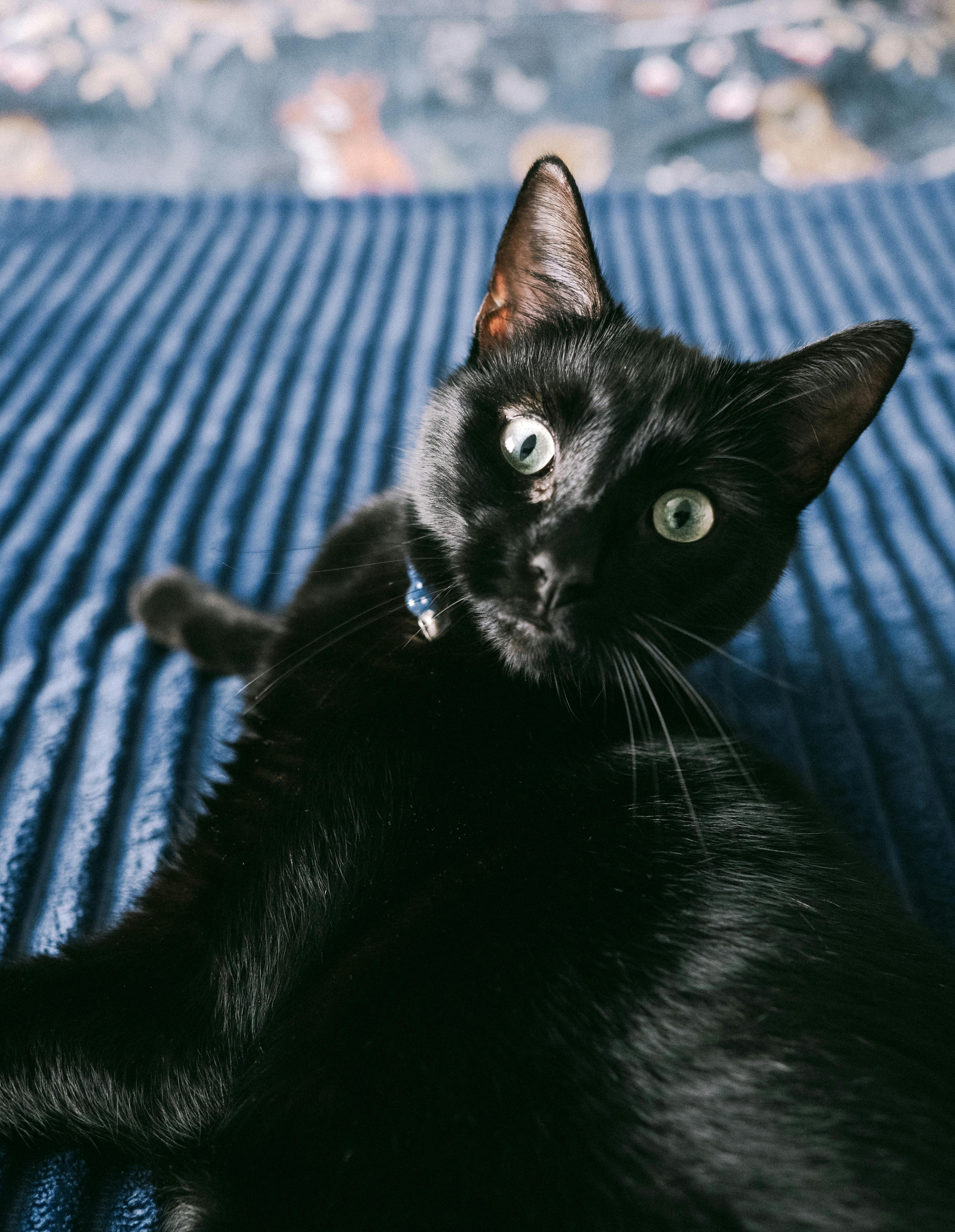 Close-up of a Black Cat · Free Stock Photo