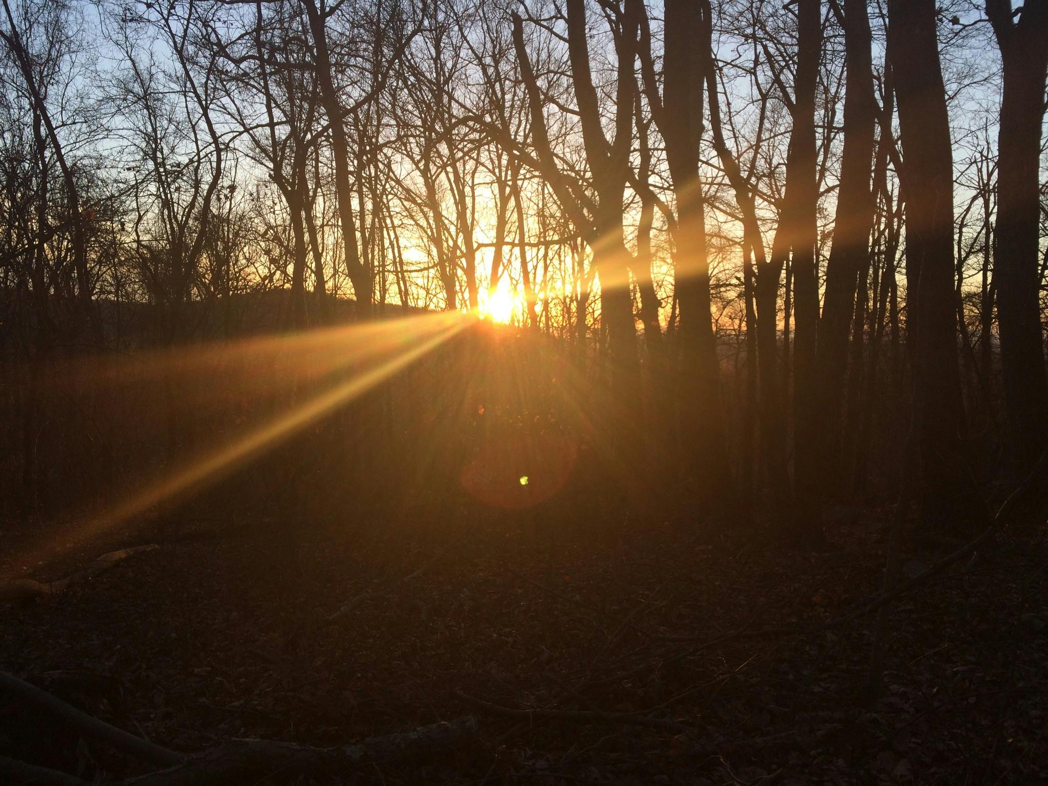 Free stock photo of day, daytime, forest