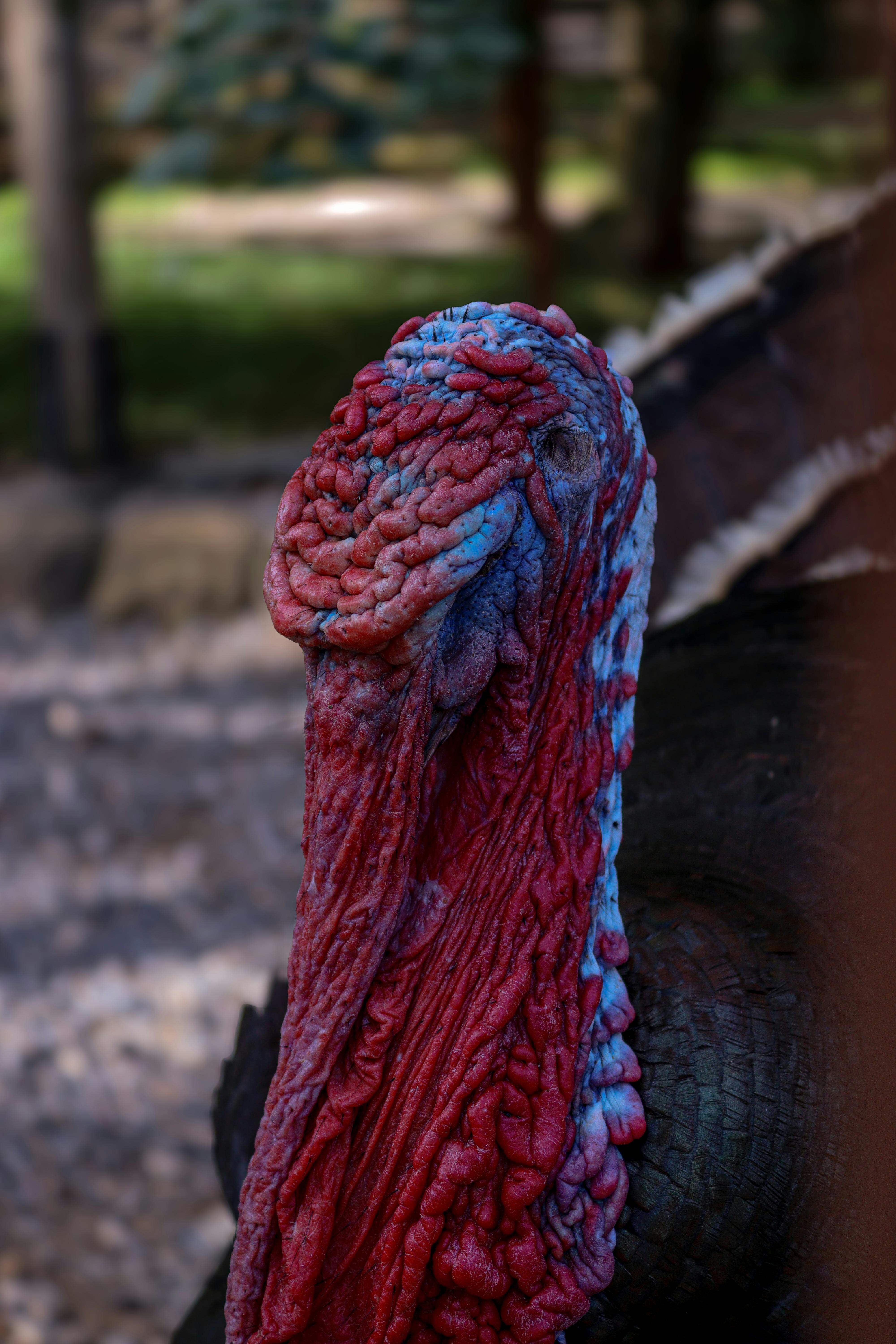 Portrait of a Turkey · Free Stock Photo