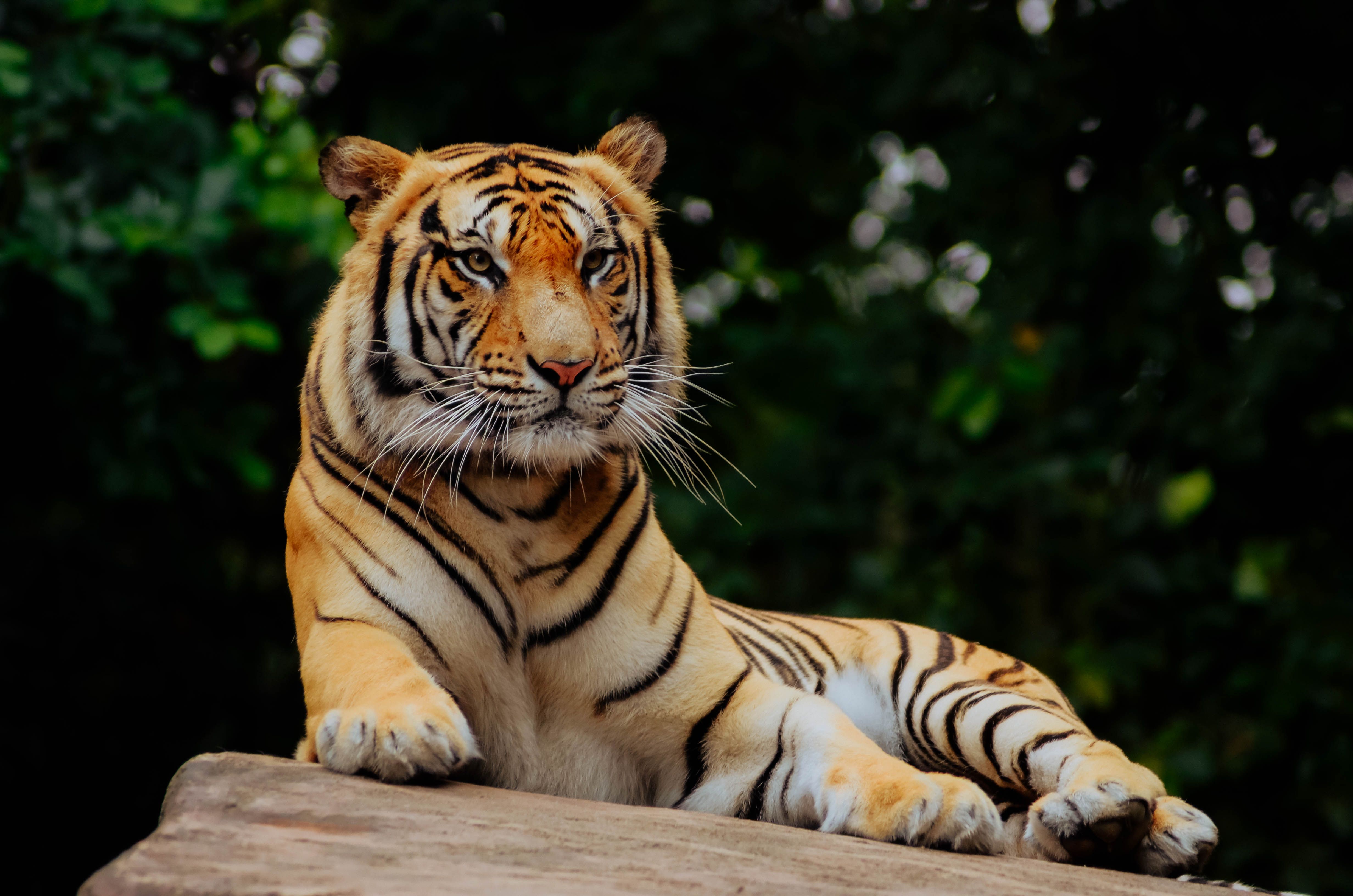 Tiger in a Zoo · Free Stock Photo