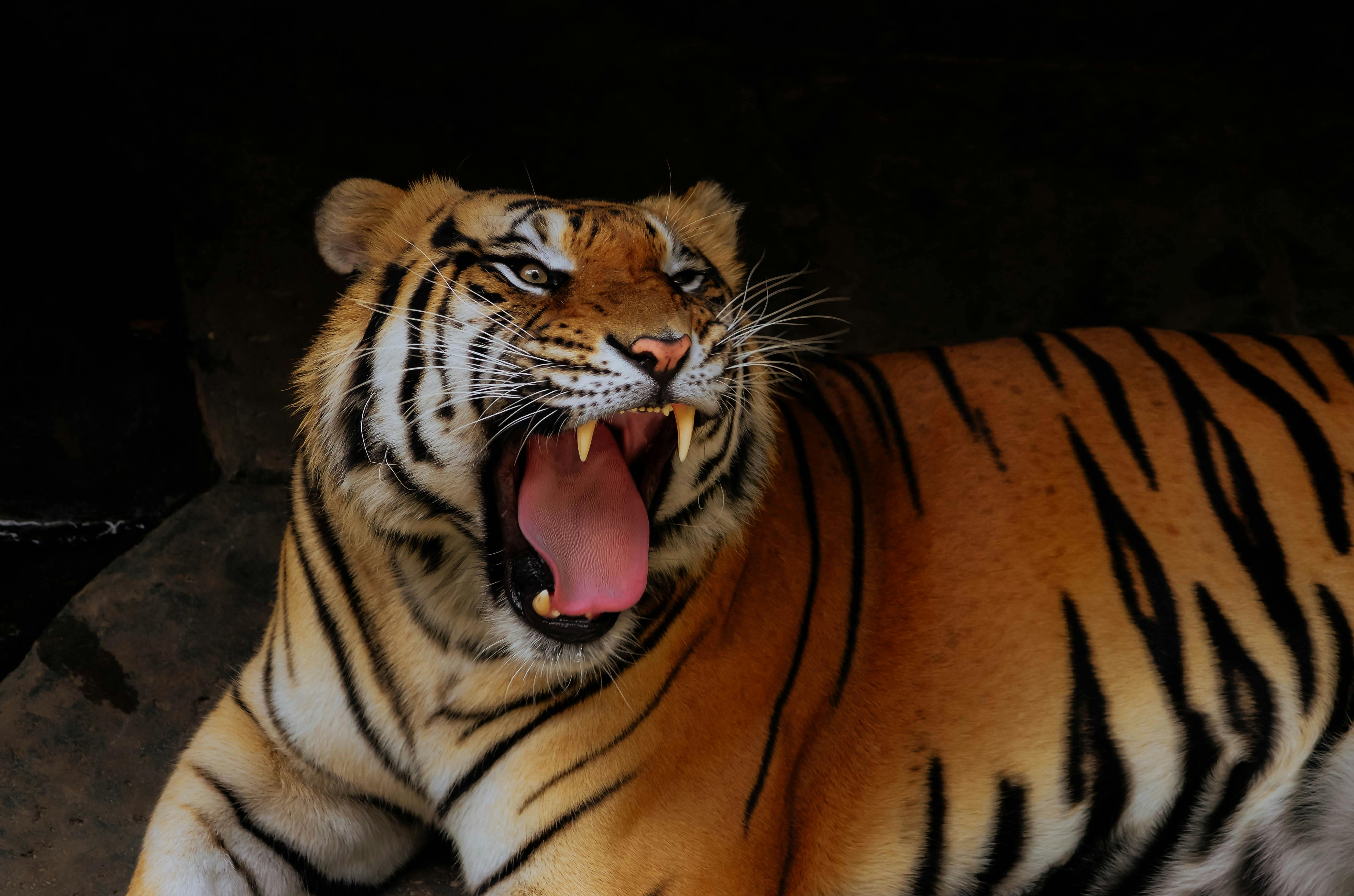 Tiger Java Photos, Download The BEST Free Tiger Java Stock Photos & HD ...