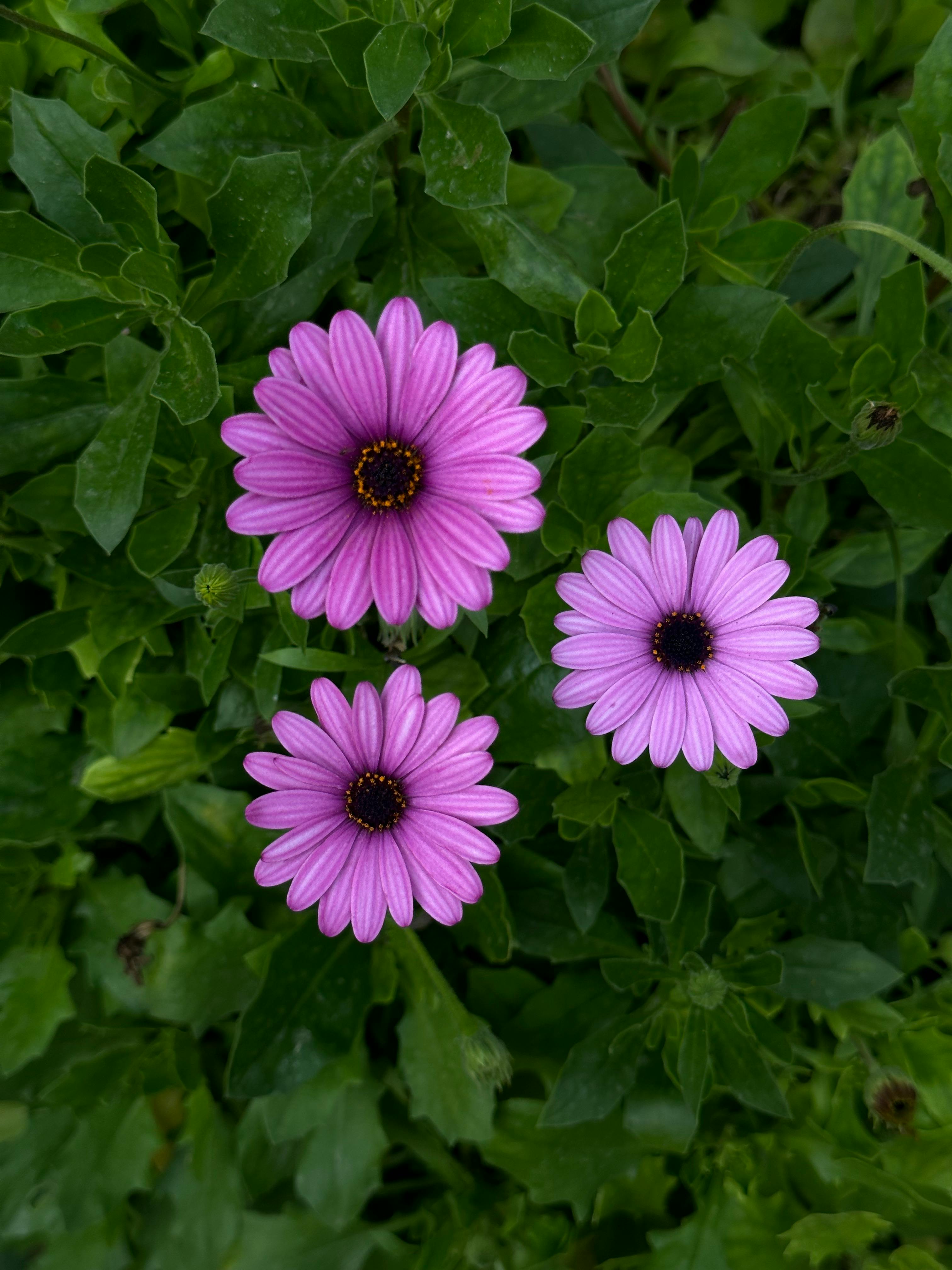 2 Purple Petaled Flower in Selective Focus Photography · Free Stock Photo