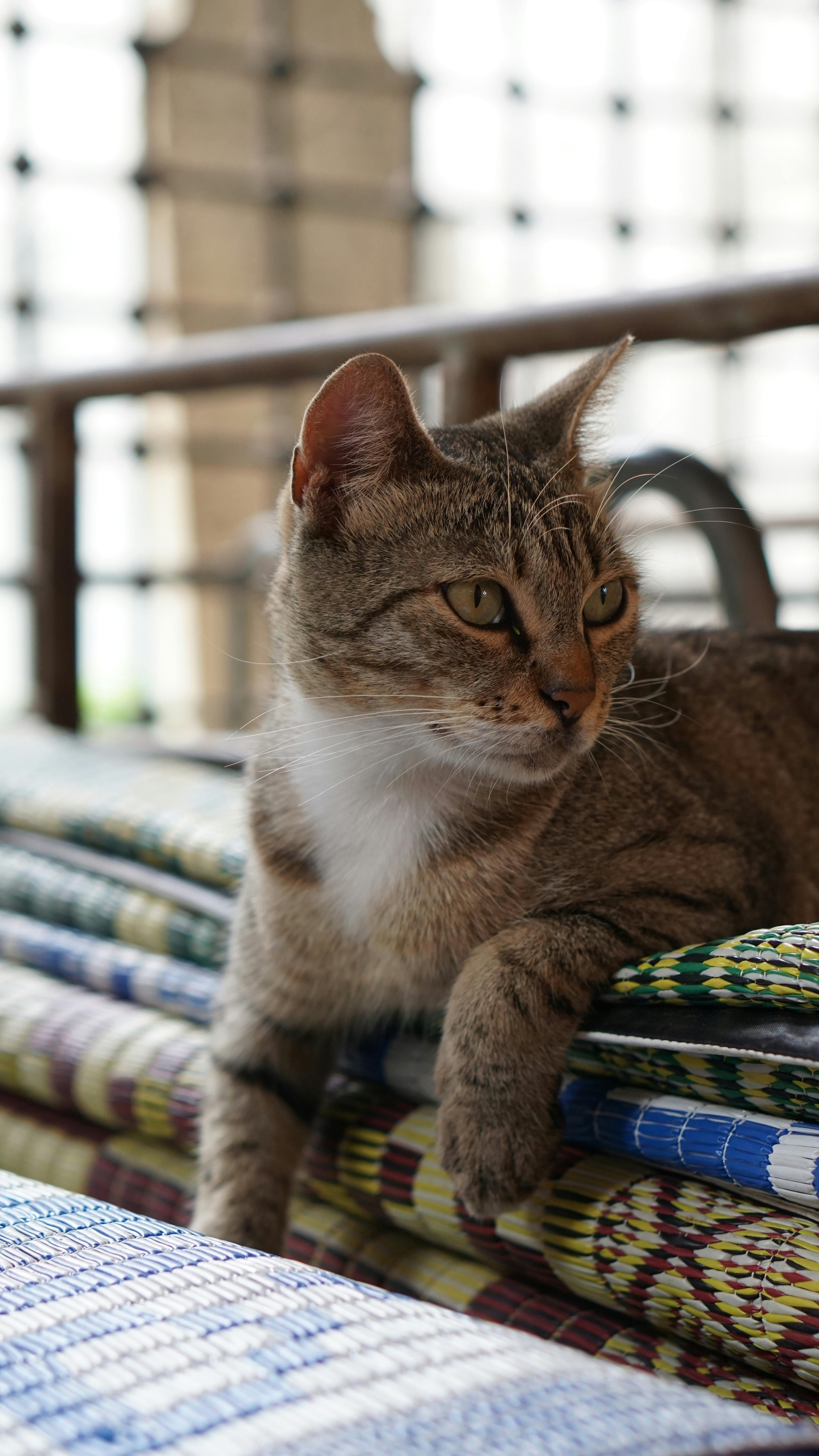 Kedi · Free Stock Photo