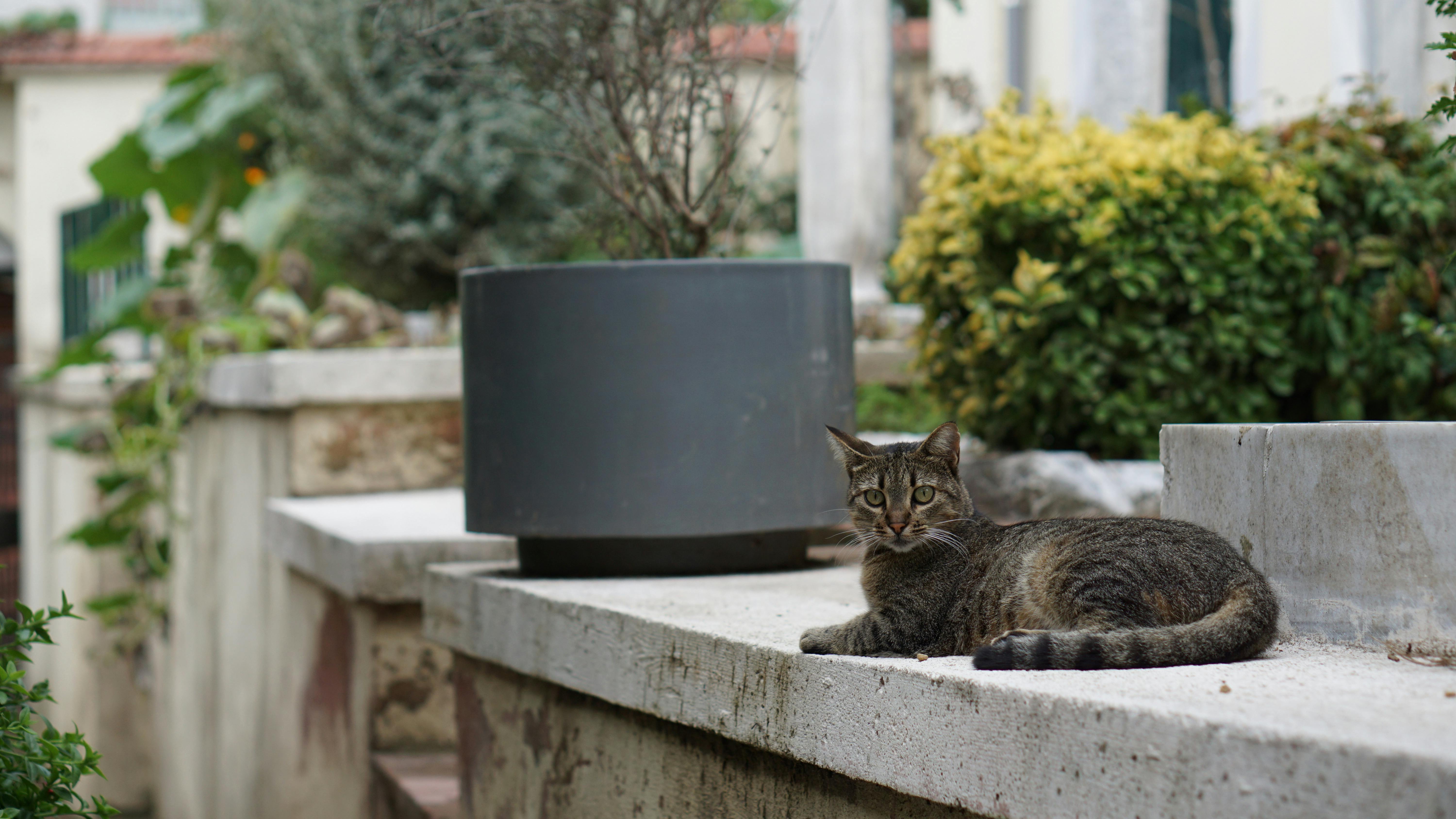 Kedi · Free Stock Photo