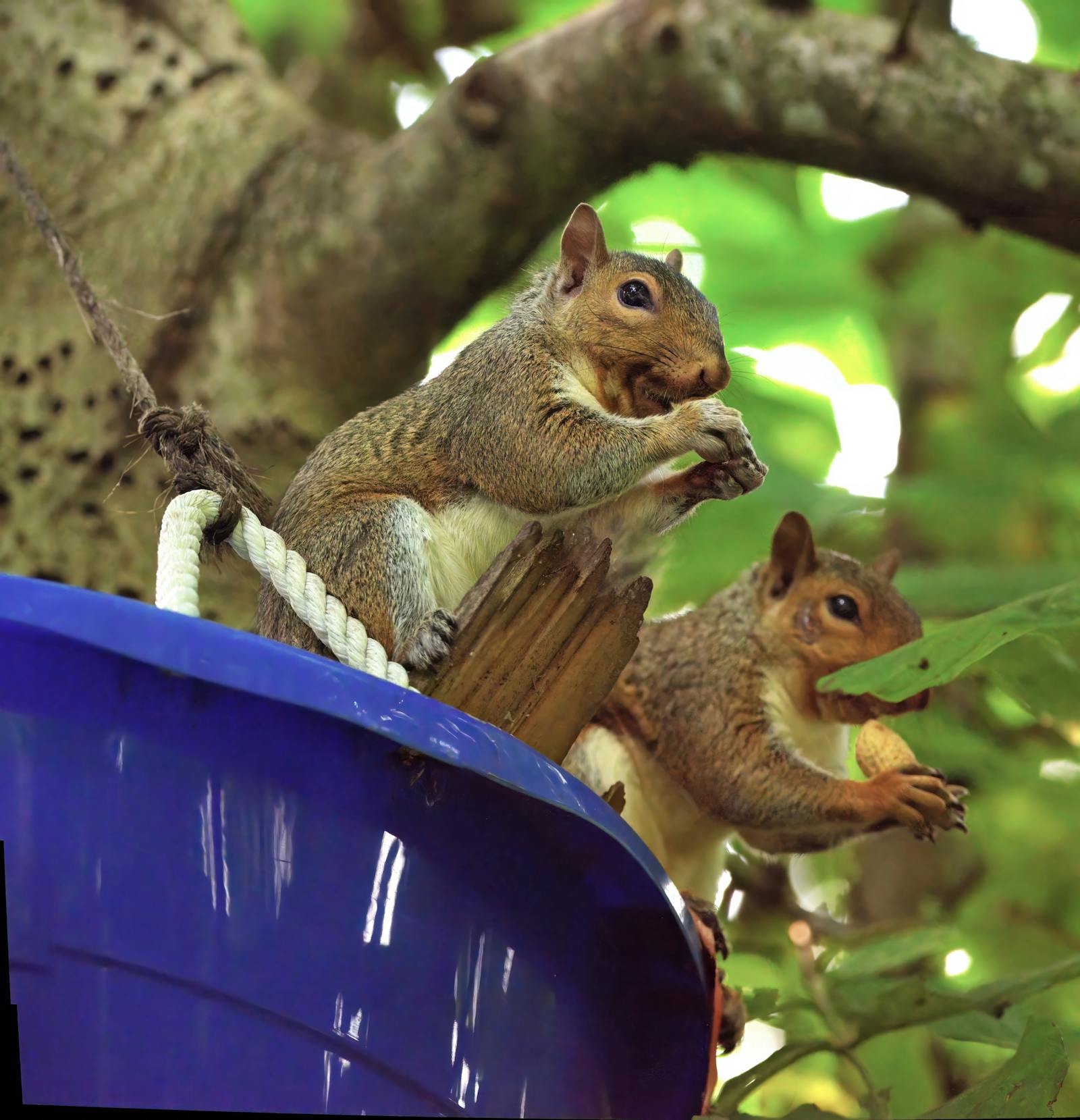 Squirrels Photos, Download The BEST Free Squirrels Stock Photos & HD Images