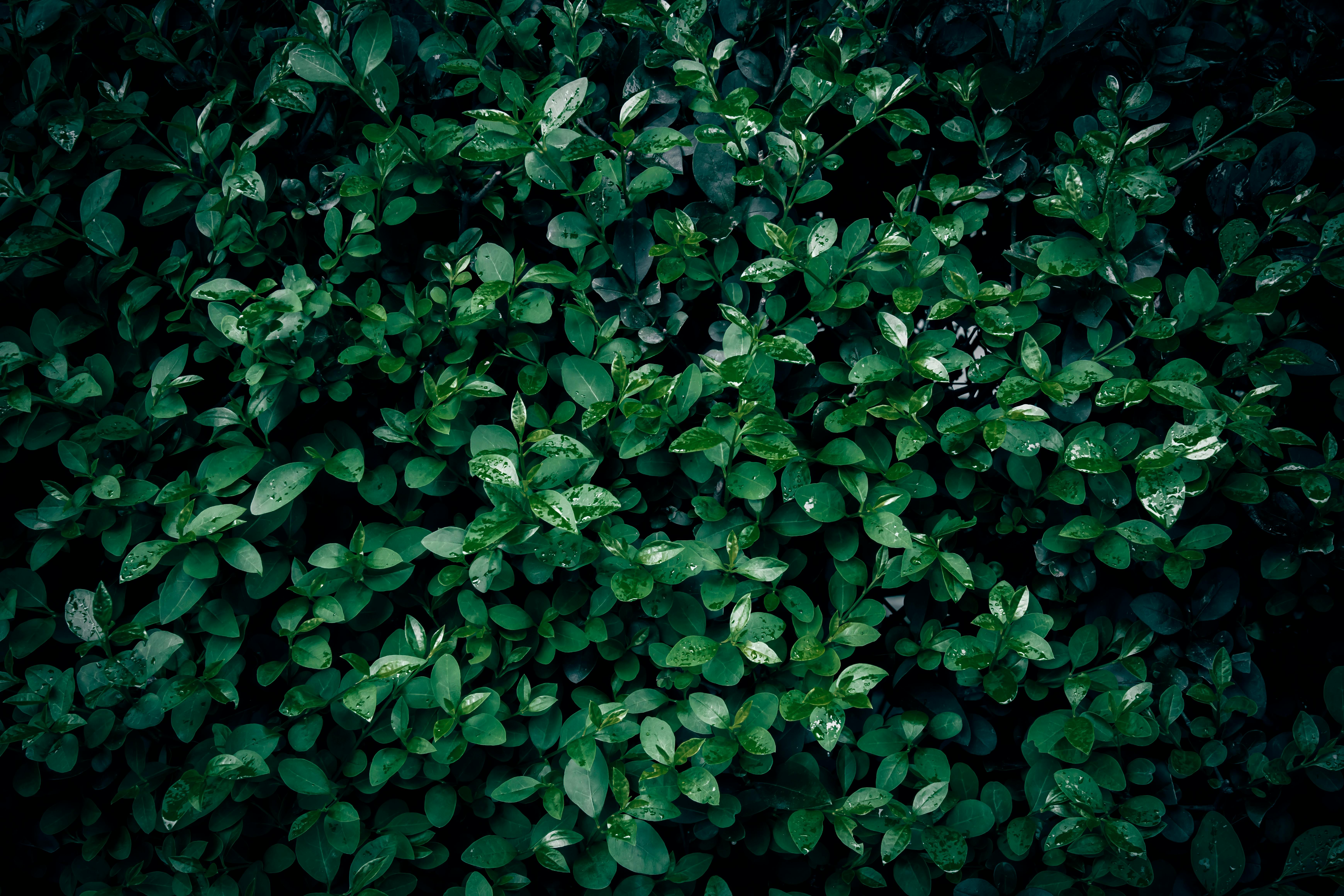 Green Pattern Photos, Download The BEST Free Green Pattern Stock Photos ...