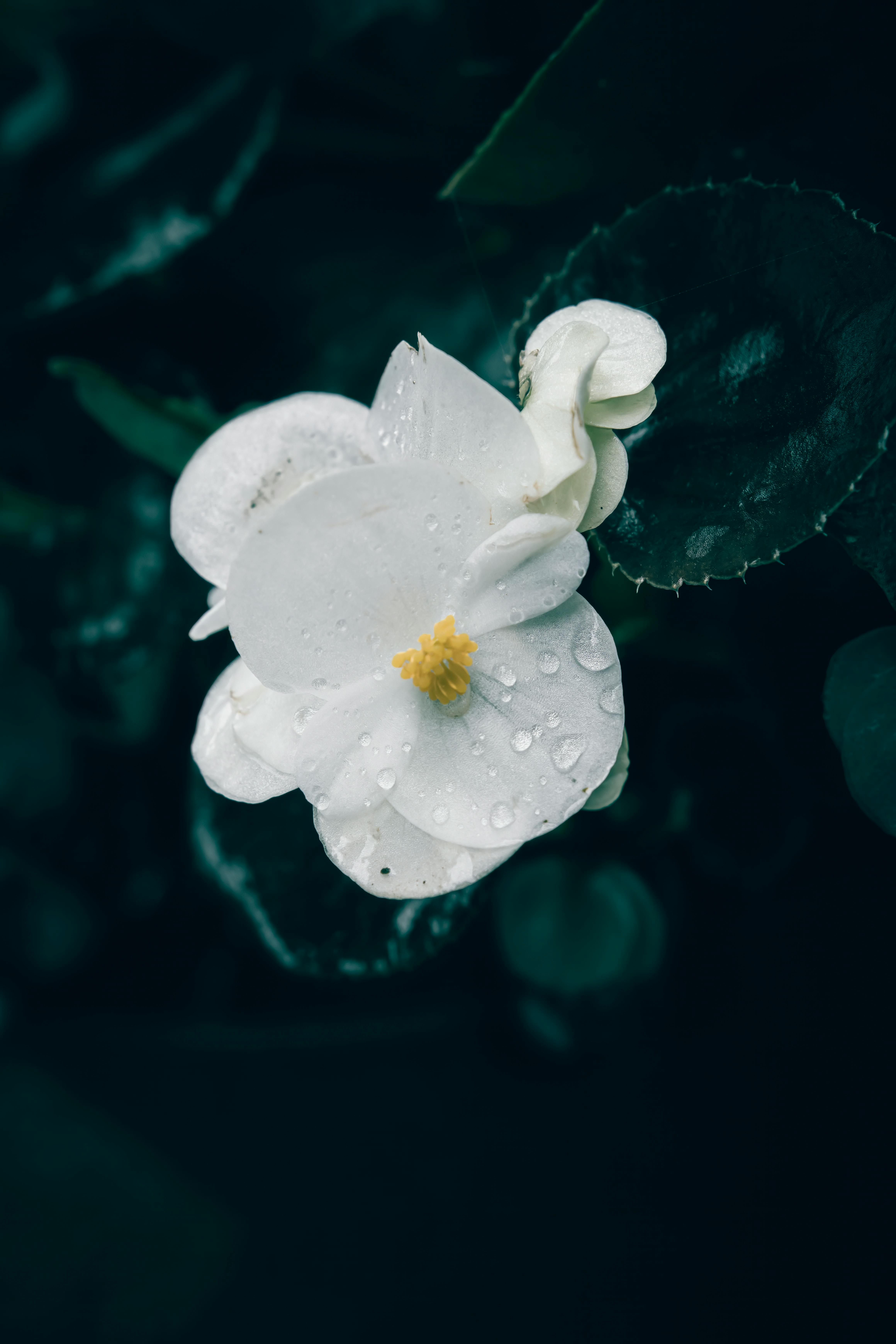 A close up of a white Begonia flower with rain drops · Free Stock Photo