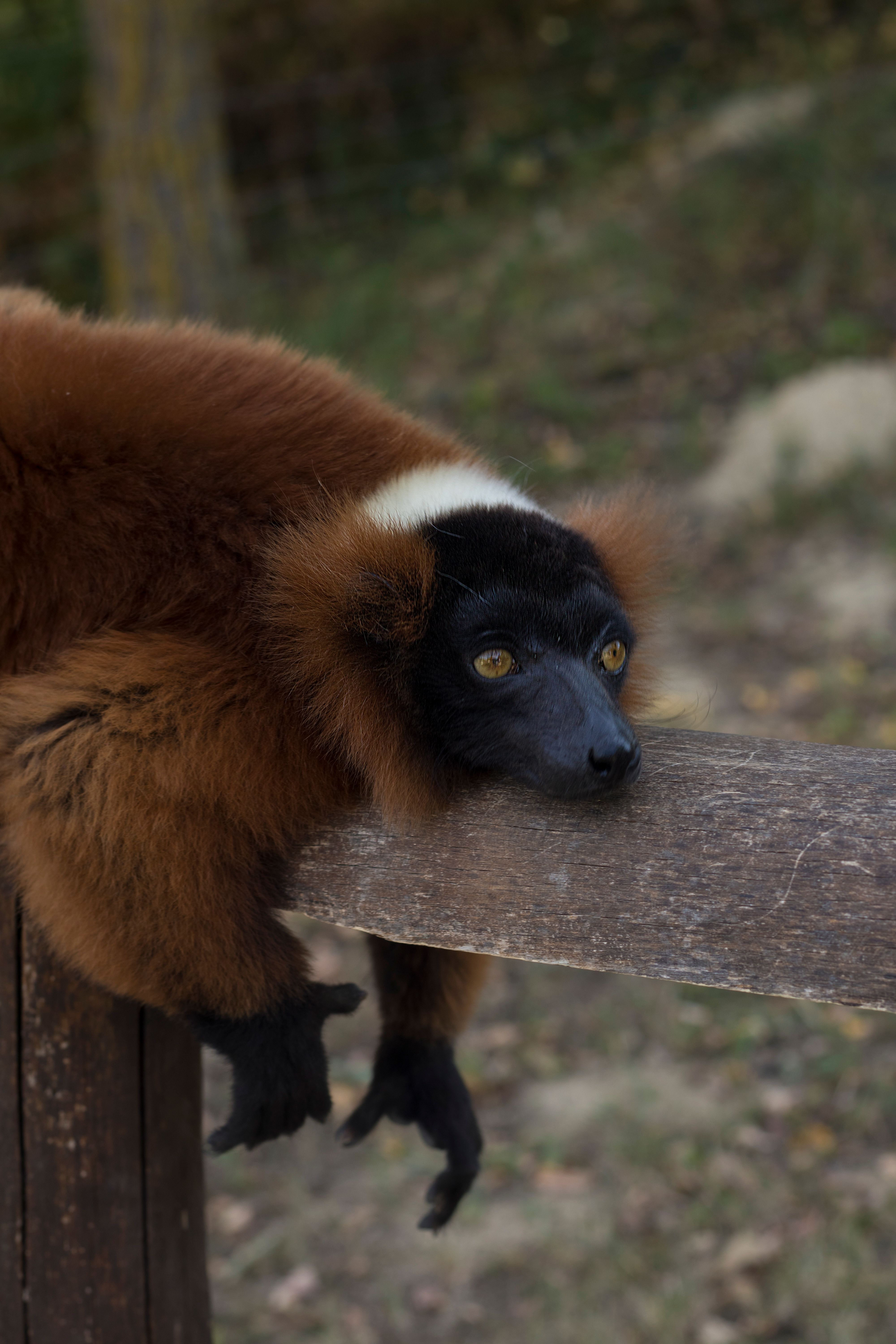 Resting Red Ruffed Lemur on Wooden Fence · Free Stock Photo