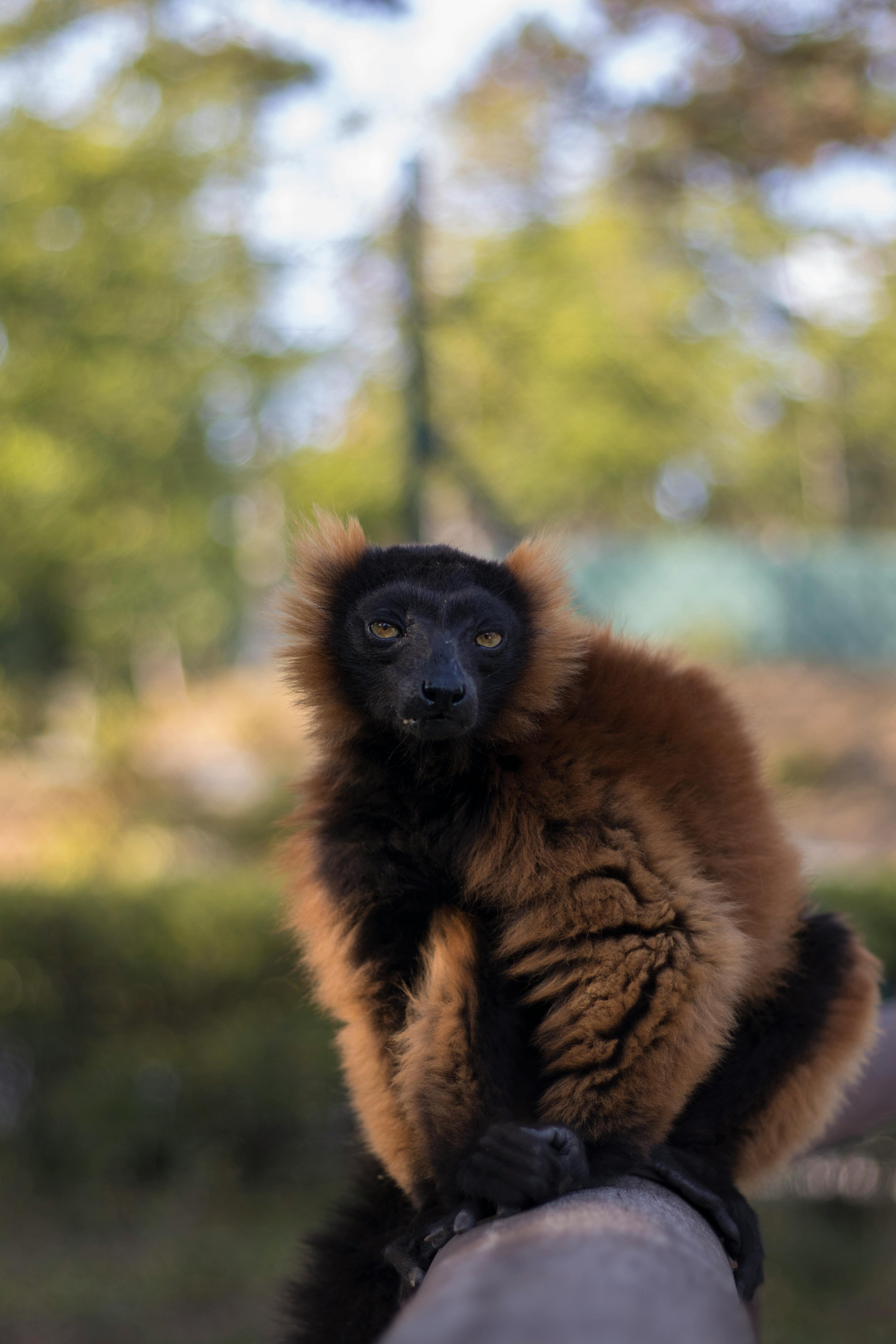 Captivating Red Ruffed Lemur in Natural Habitat · Free Stock Photo