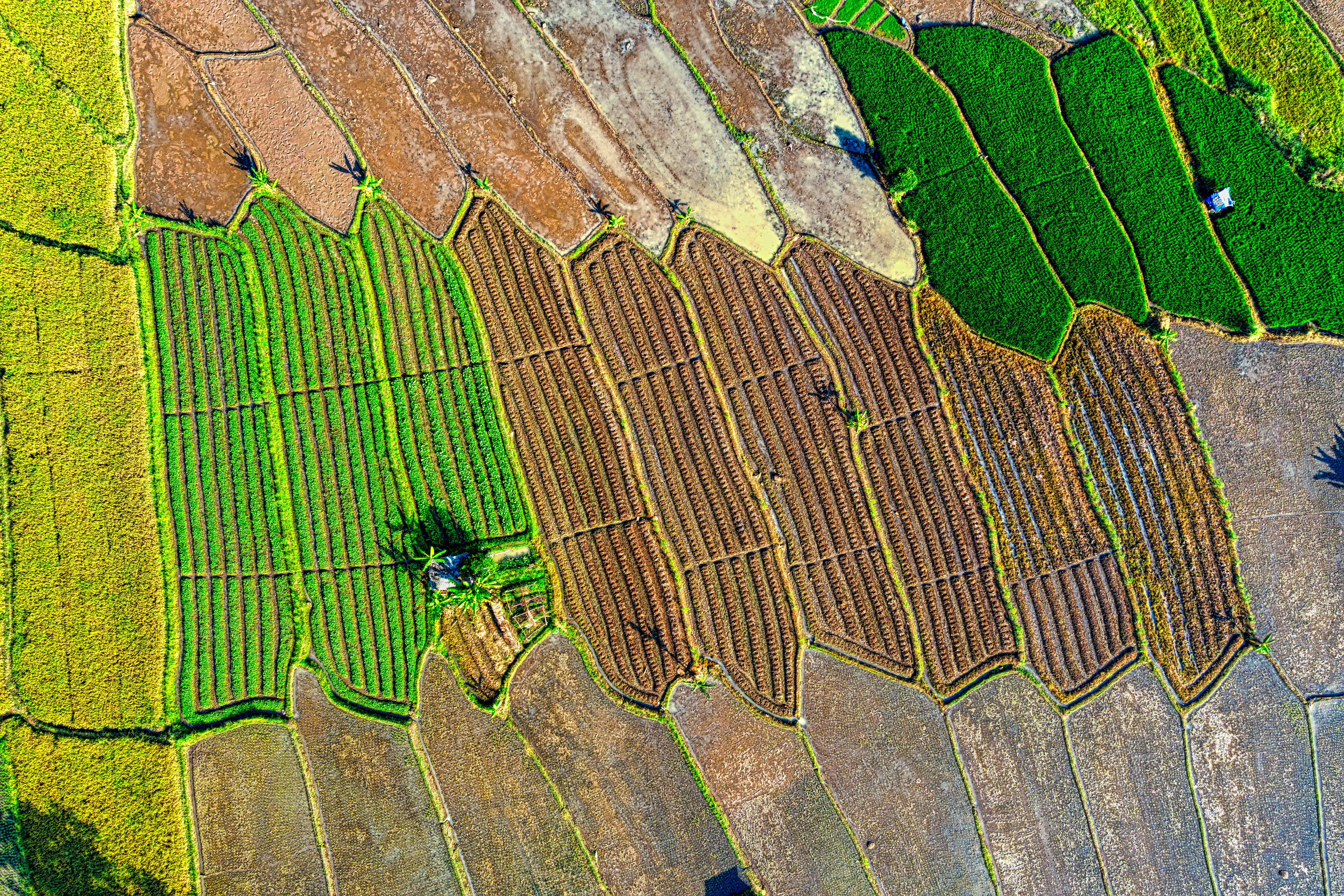 Bird's Eye View Of Rice Field During Daytime · Free Stock Photo