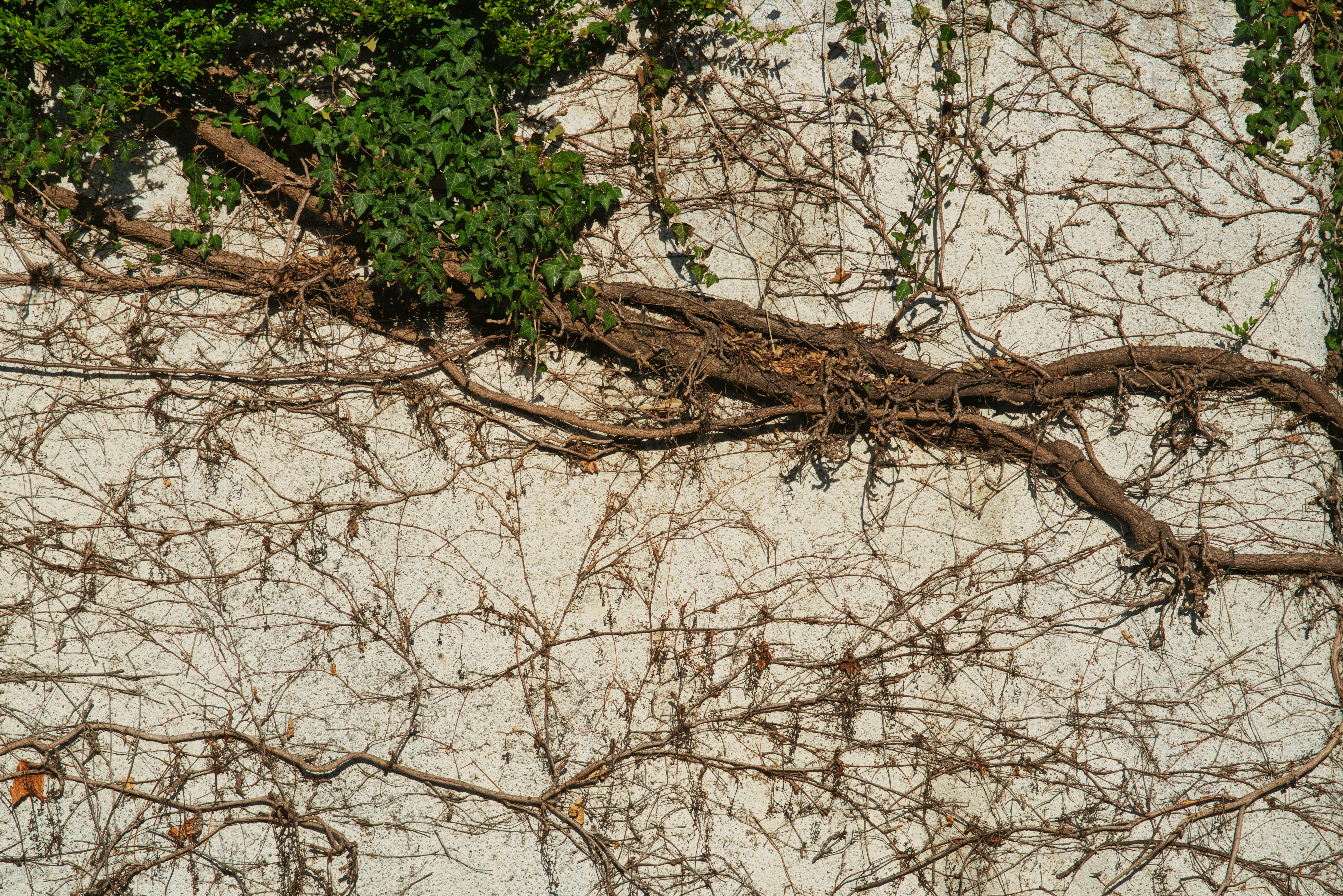 Entwined Vines on a Sunlit Wall Surface · Free Stock Photo