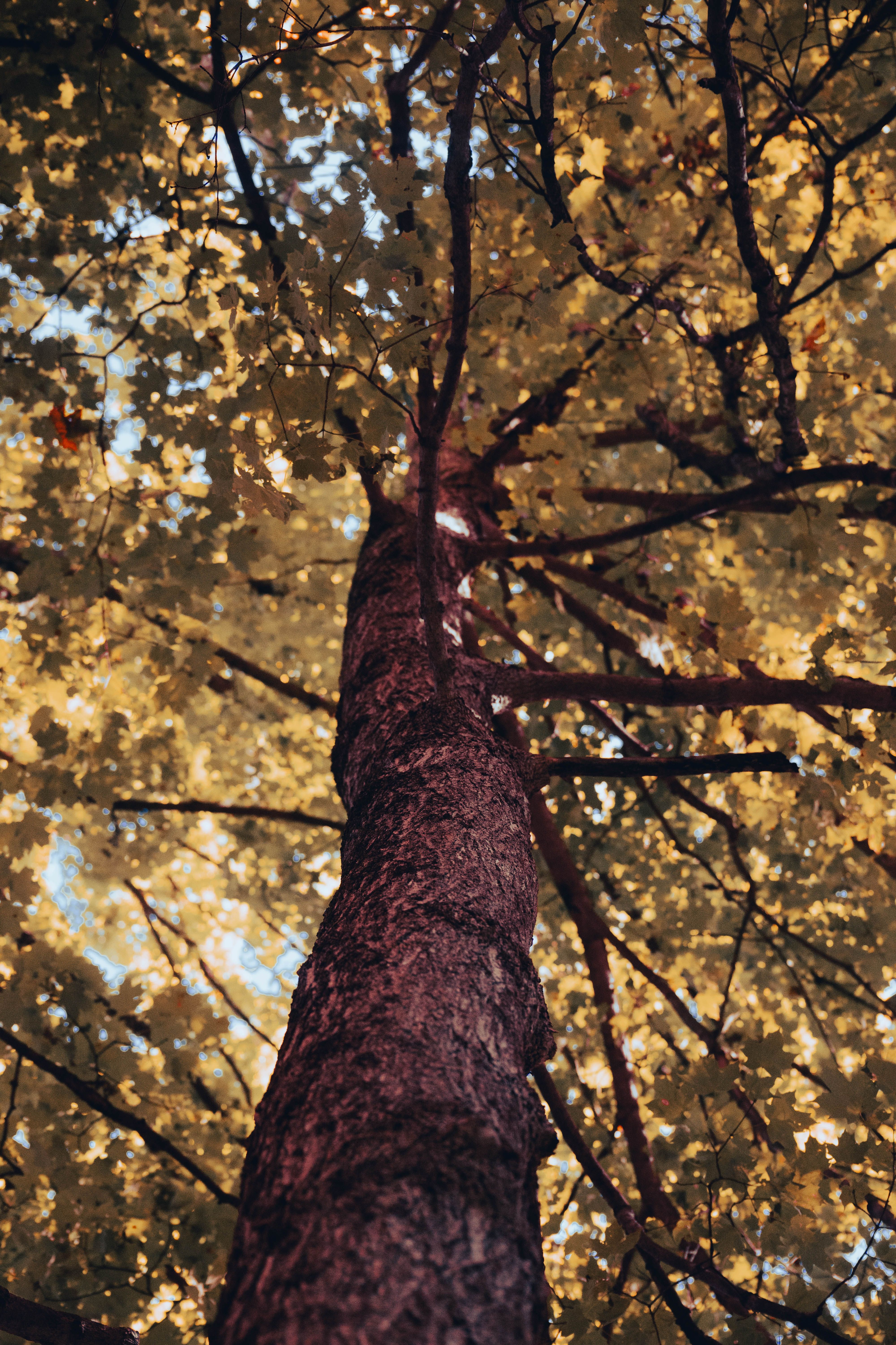 Pleasant Tree With Leaves Falling 800 Wide 450 Tall Photos, Download ...
