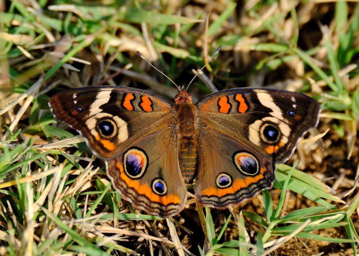 Butterfly Images Photos, Download The BEST Free Butterfly Images Stock ...