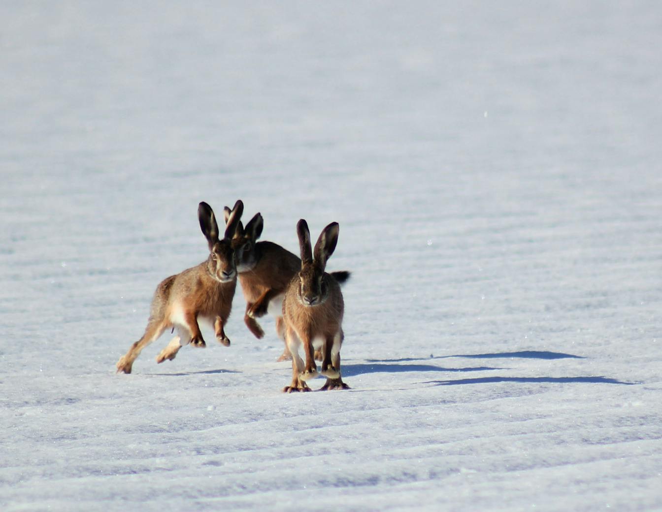 Unlocking Rabbit Behavior: The Bunny Tail Wag and Beyond