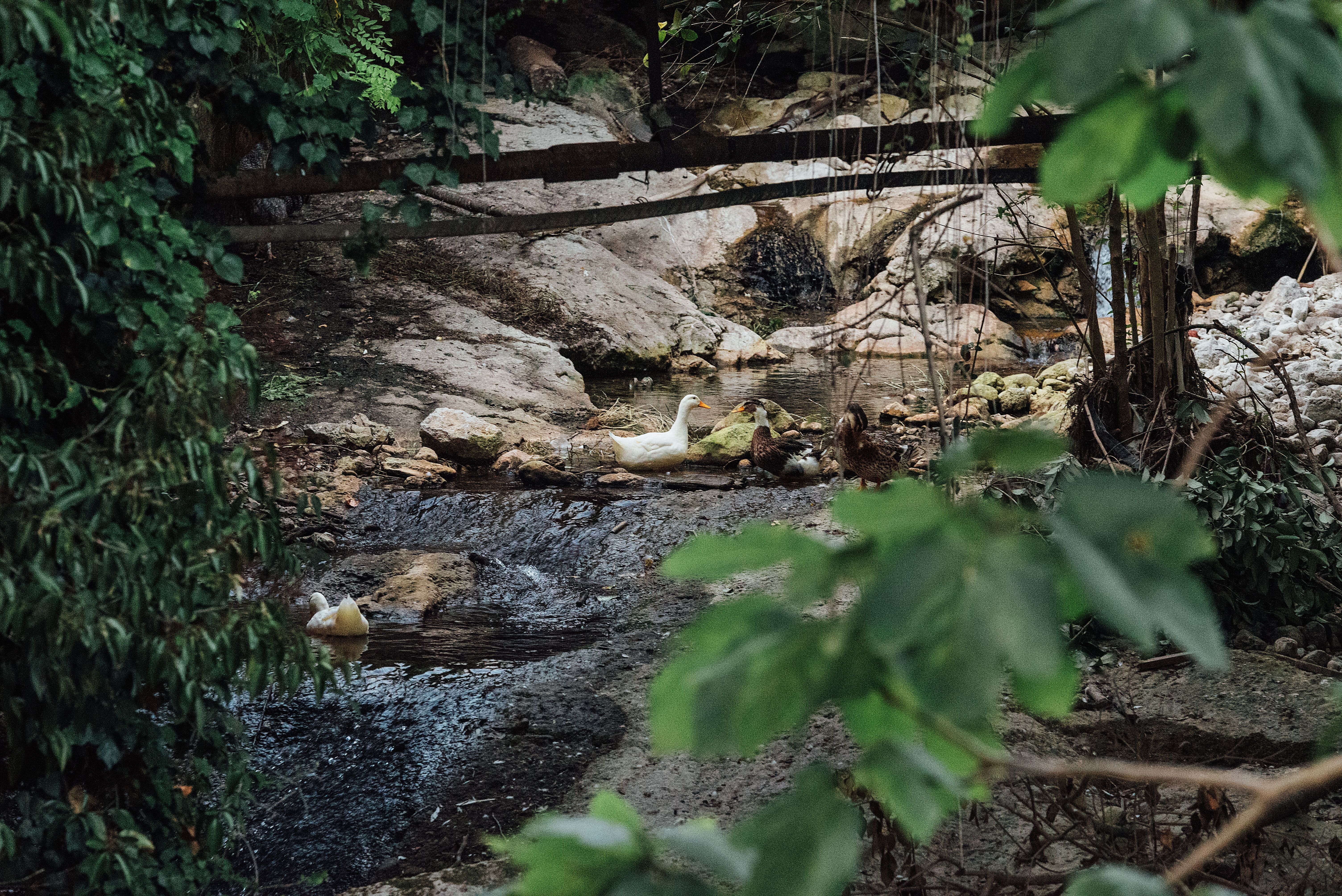 A stream running through the woods with rocks and trees · Free Stock Photo