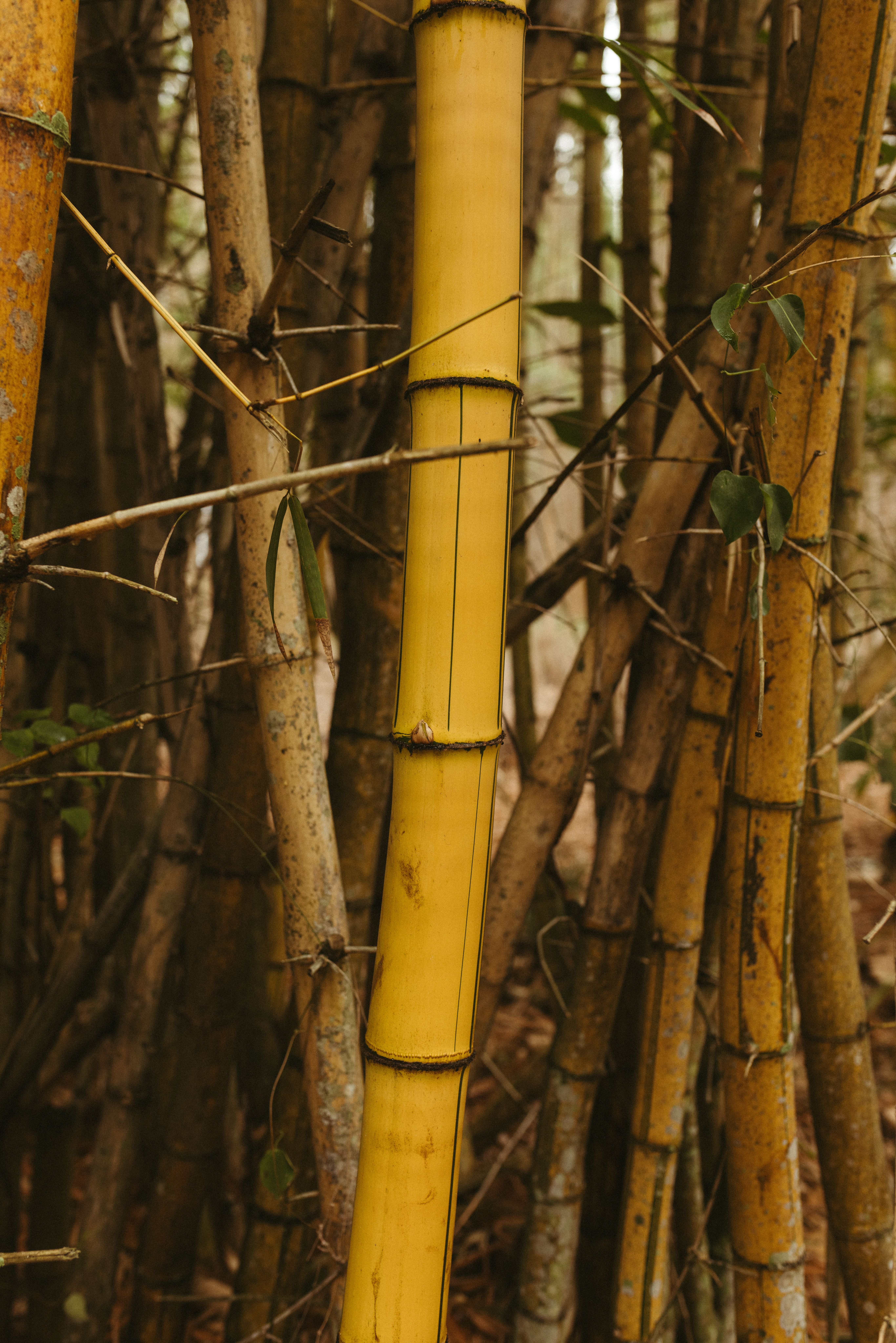 A close up of a yellow bamboo tree · Free Stock Photo