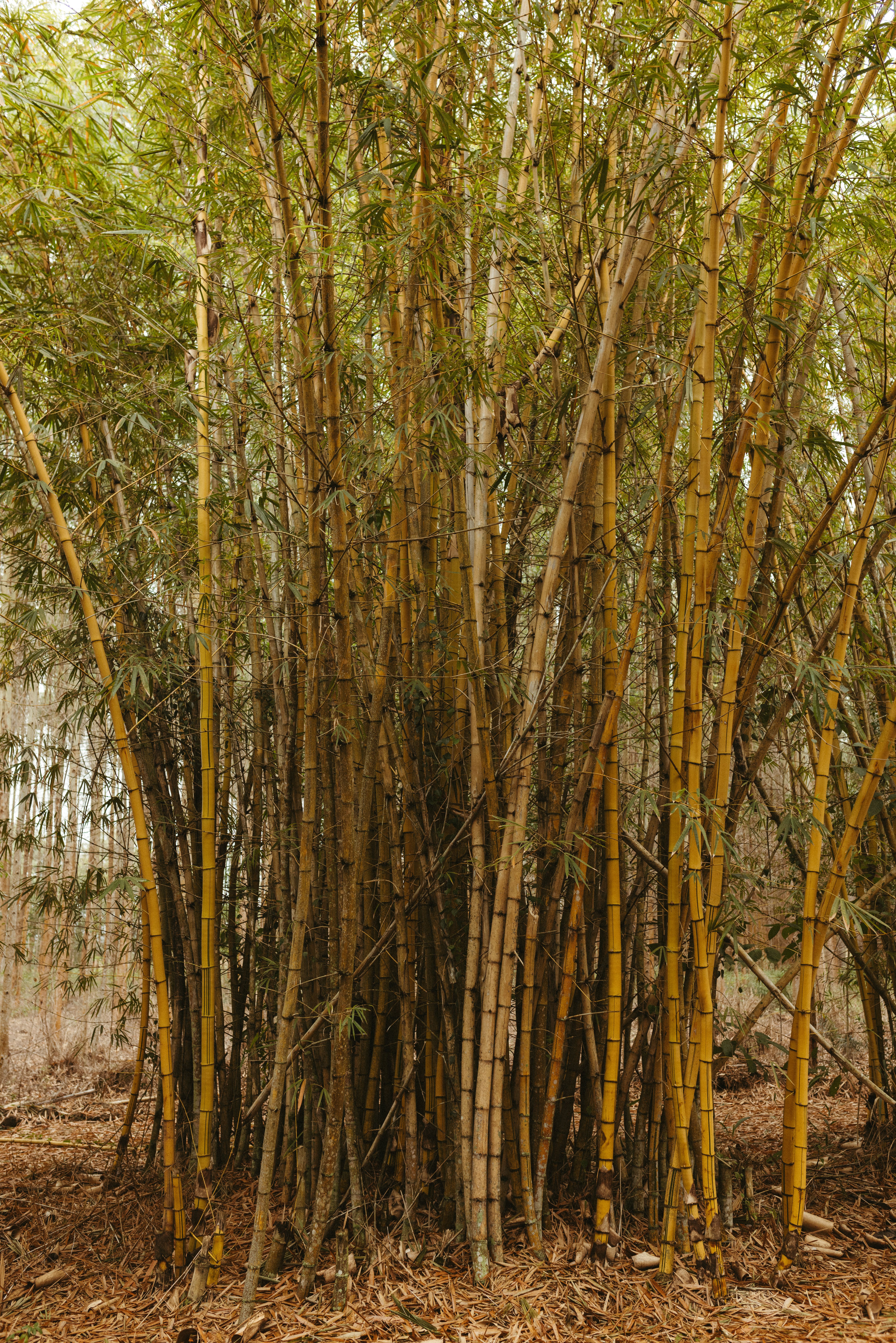 Brown and Green Bamboo Trees · Free Stock Photo