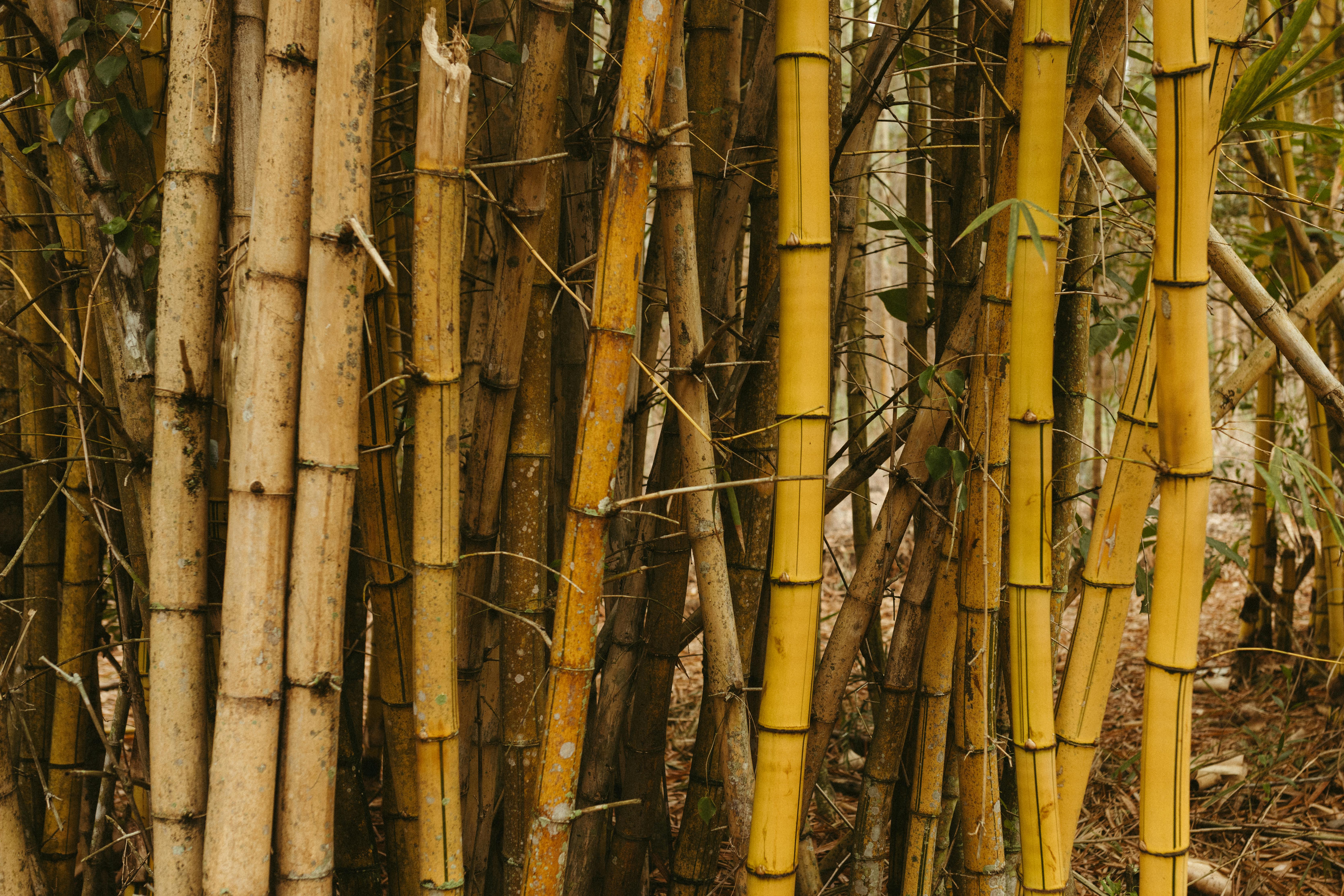 Standing Up Straight Photos, Download The BEST Free Standing Up ...