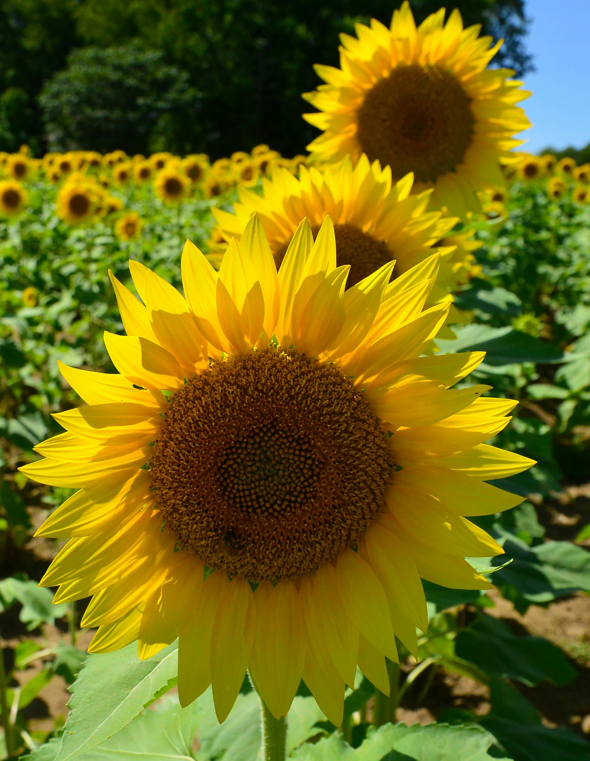 Kansas Sunflowers · Free Stock Photo