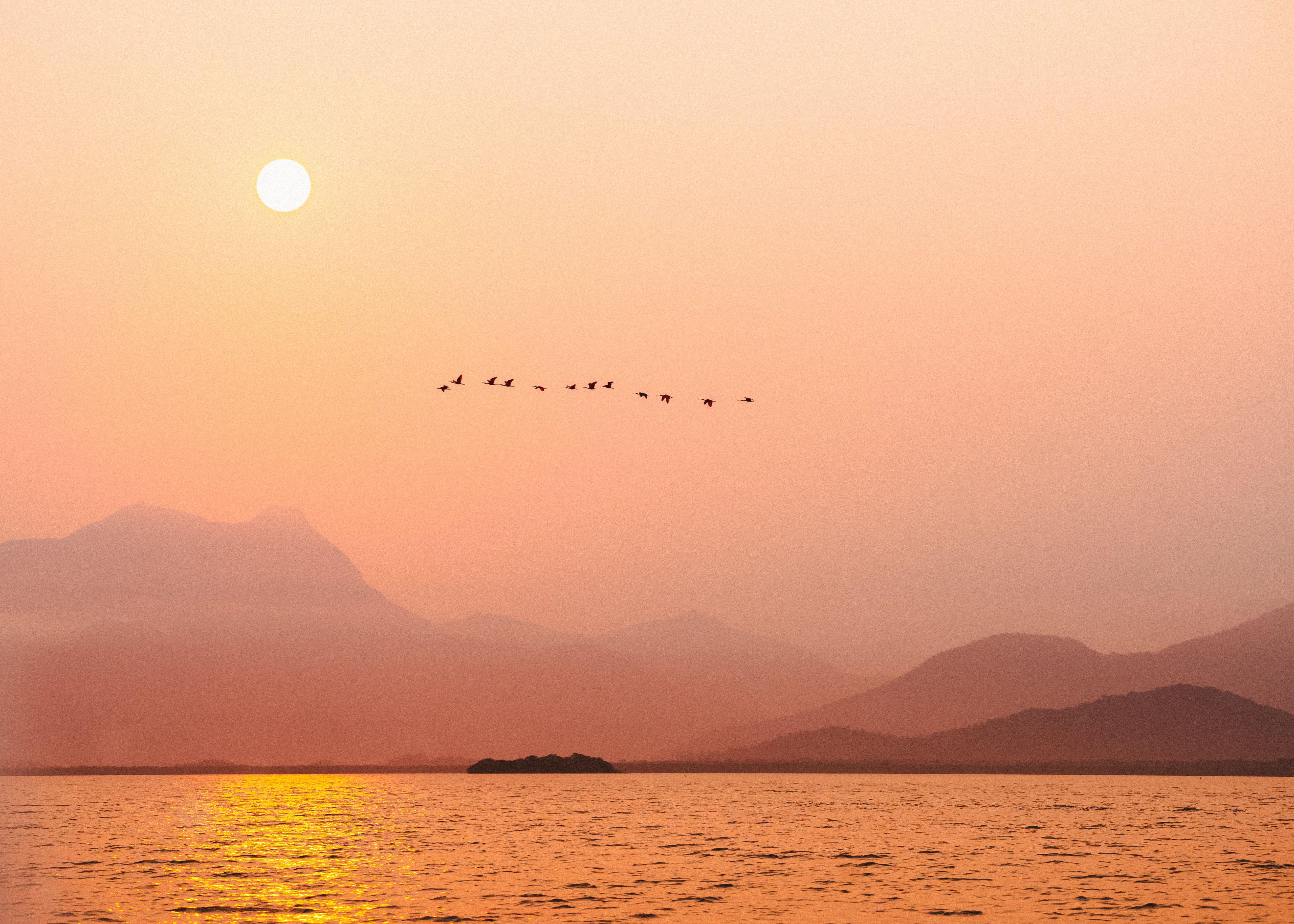 Birds Flying Over the Sea at Sunset · Free Stock Photo