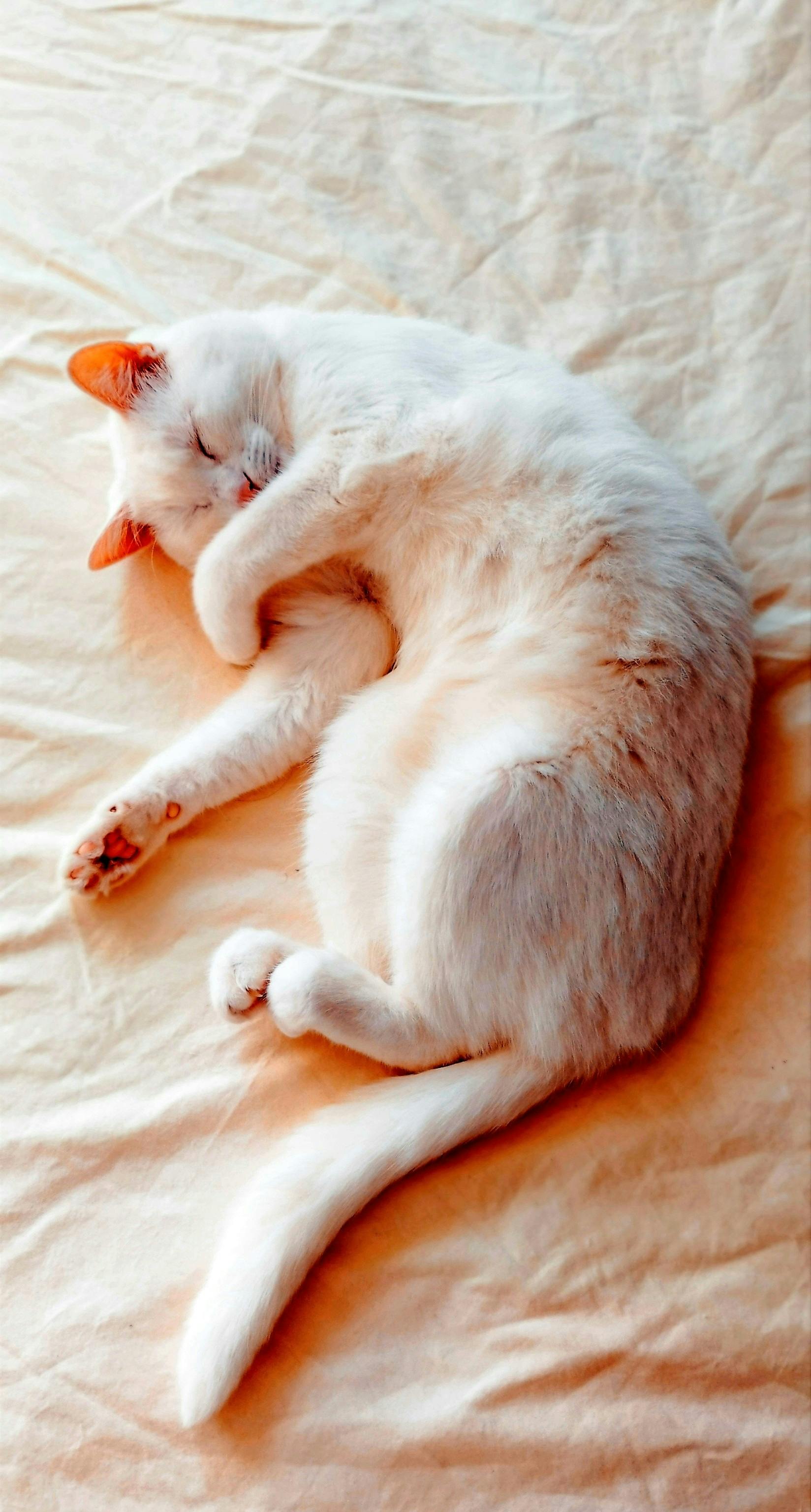 Cats Philadelphia Photos, Download The BEST Free Cats Philadelphia ...