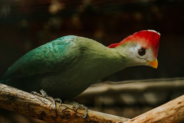 Red Crested Cardinal Female: North American Bird Guide