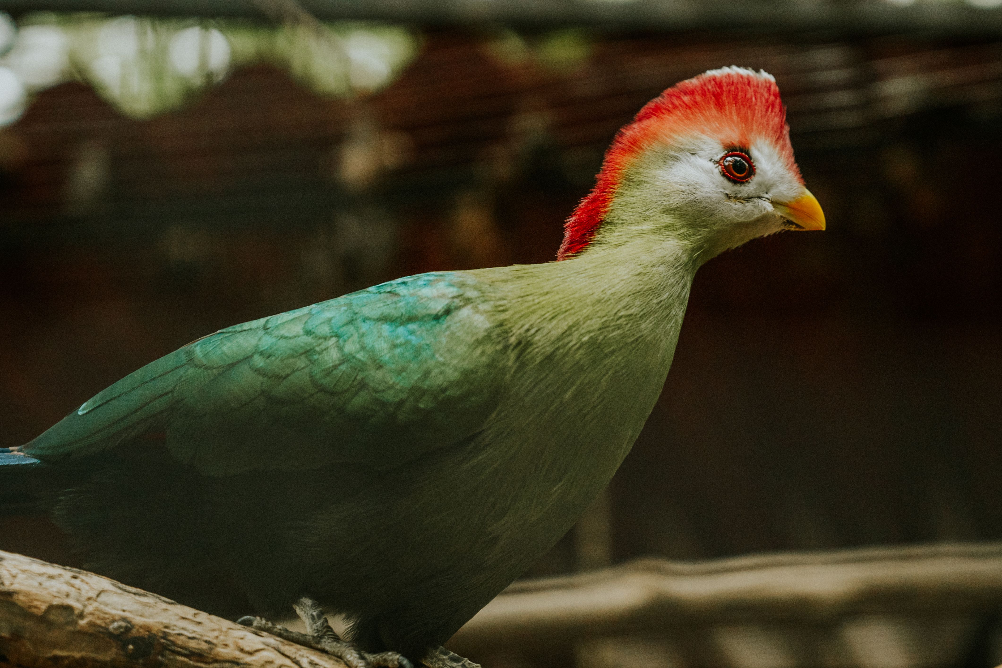 Foto de stock gratuita sobre al aire libre, animal, animal zoológico ...