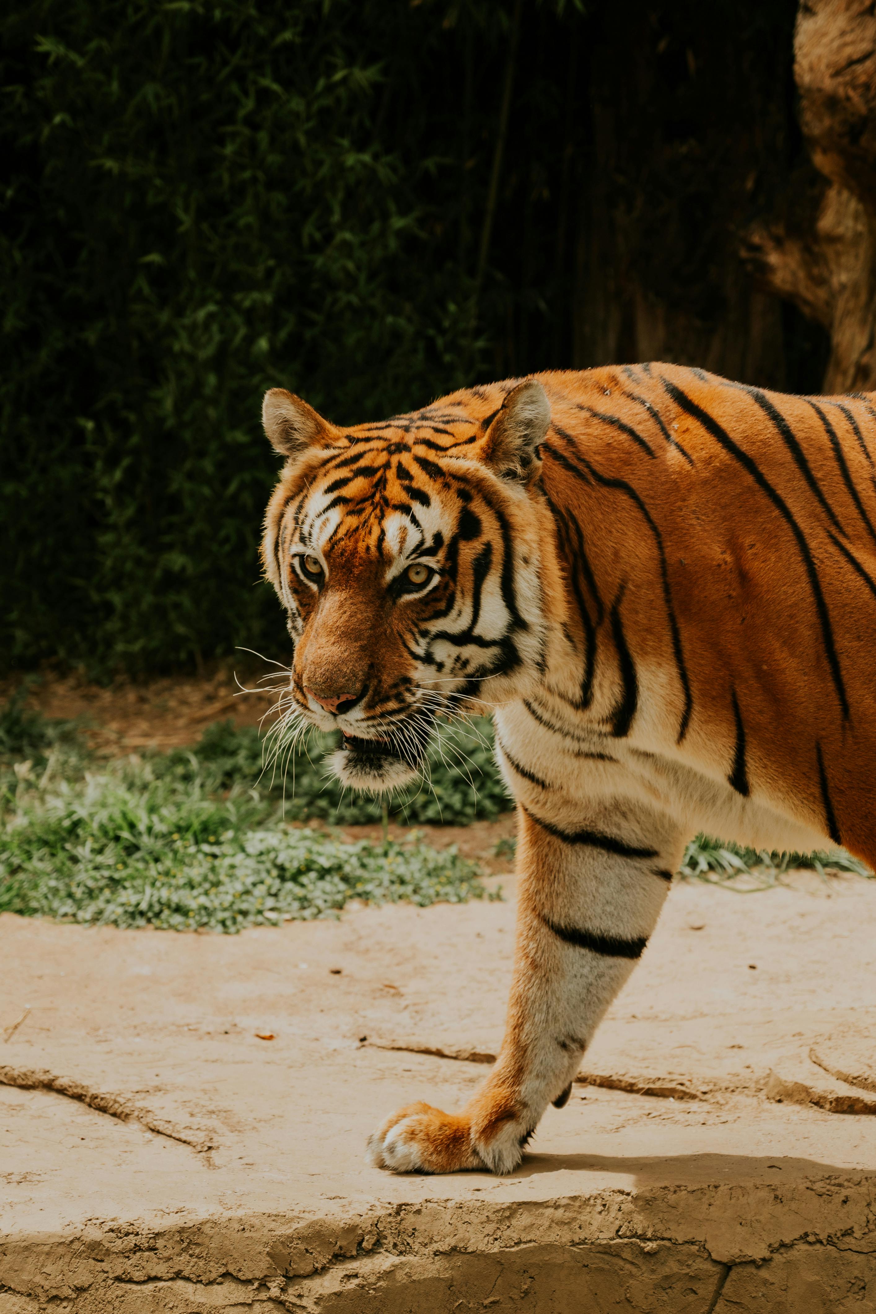 Tiger walking on stone path in conservation park · Free Stock Photo