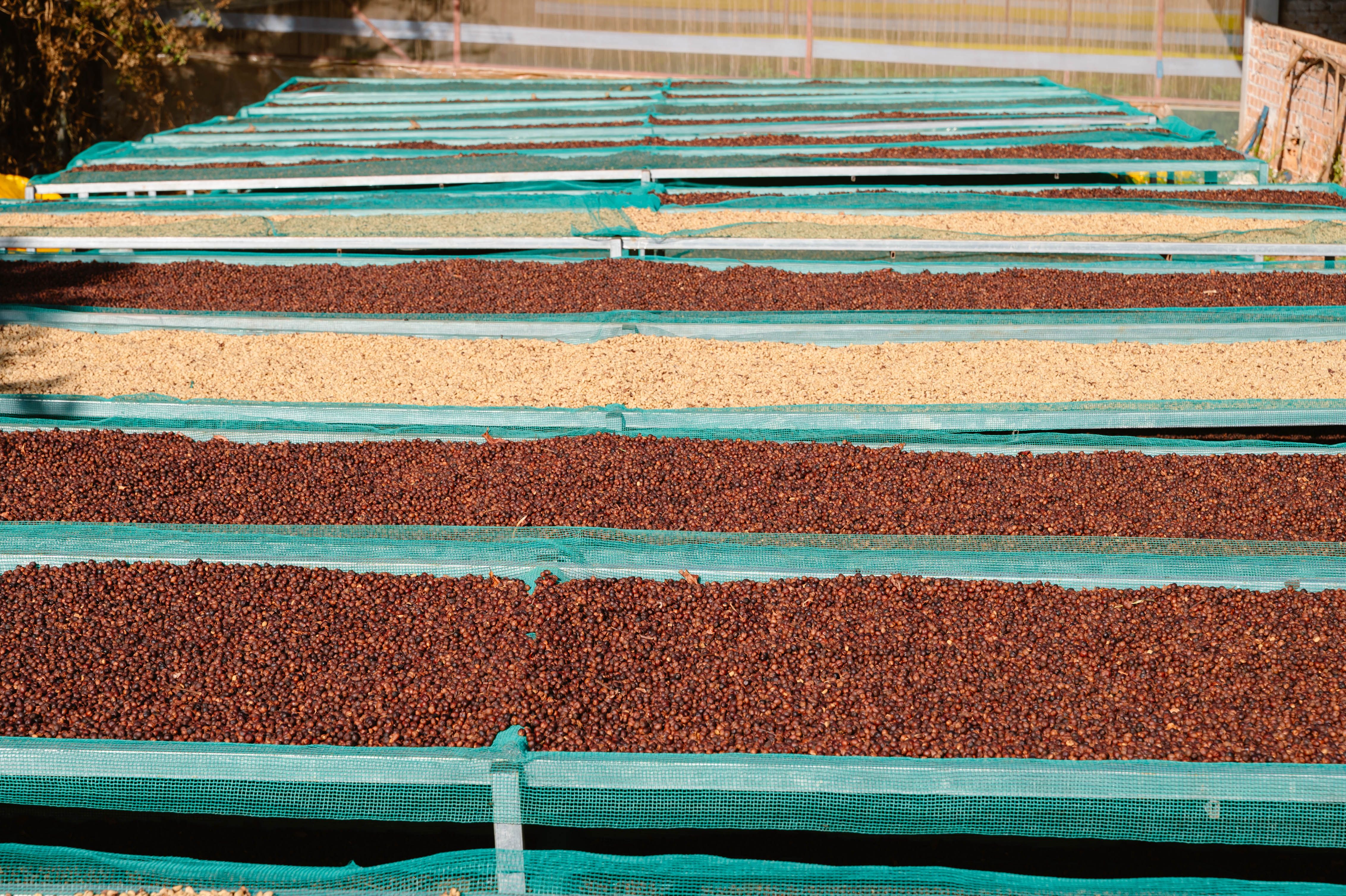Hand Picked Coffee Photos, Download The BEST Free Hand Picked Coffee ...