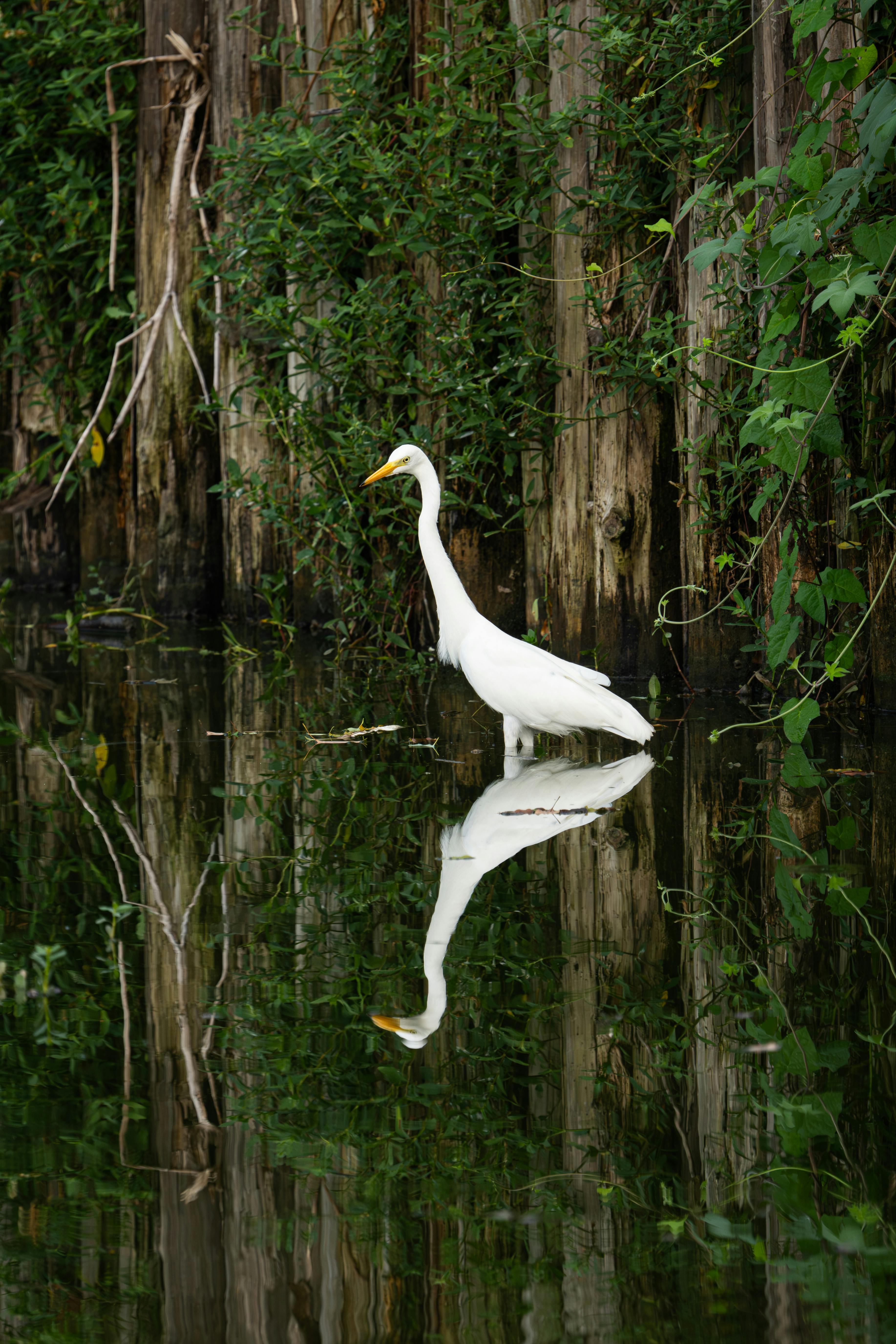 White Bird Near Spring River · Free Stock Photo