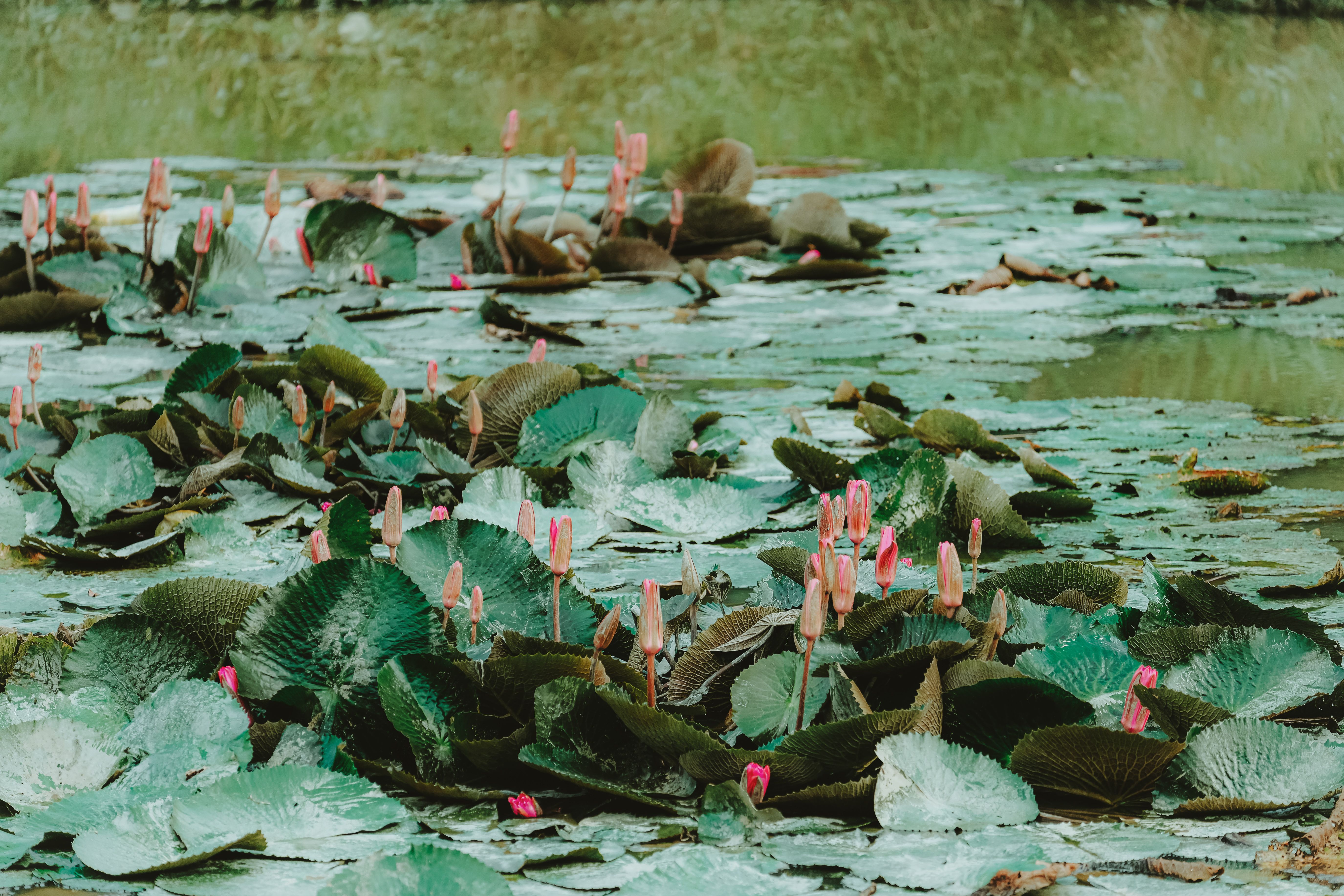 Lotus Flower in the Mud · Free Stock Photo