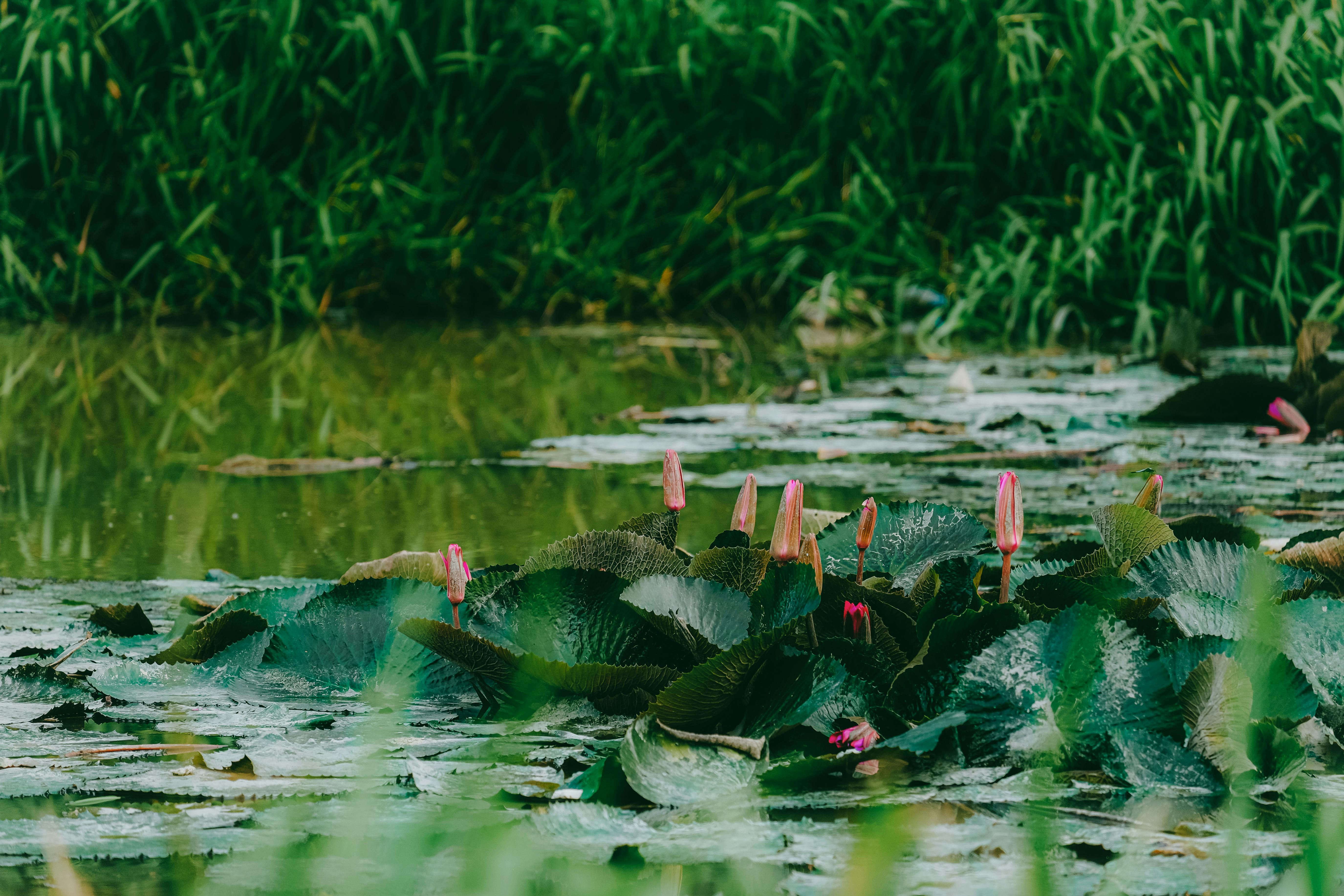 Lotus Flower in the Mud · Free Stock Photo
