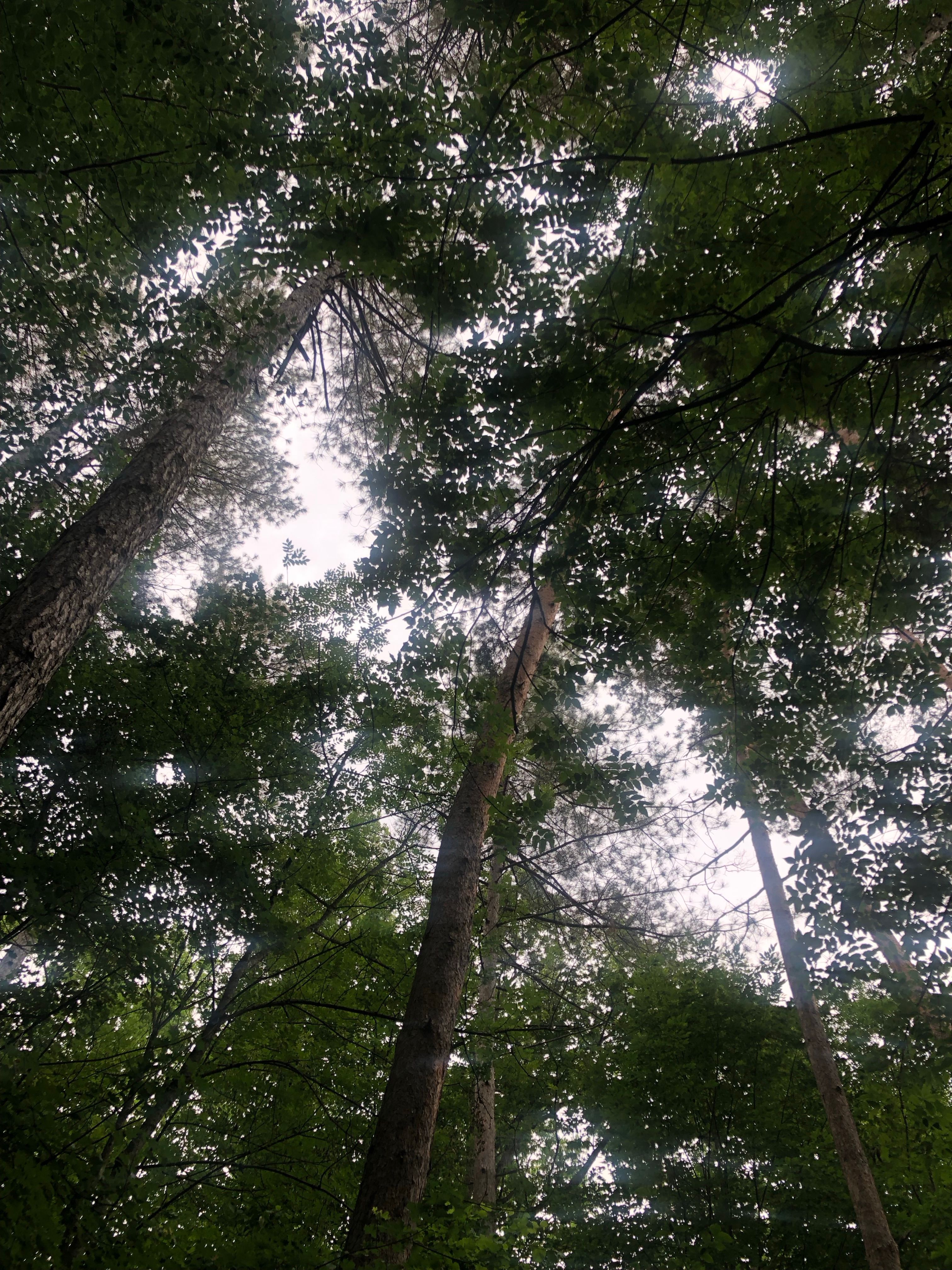 A view of the forest floor from above · Free Stock Photo